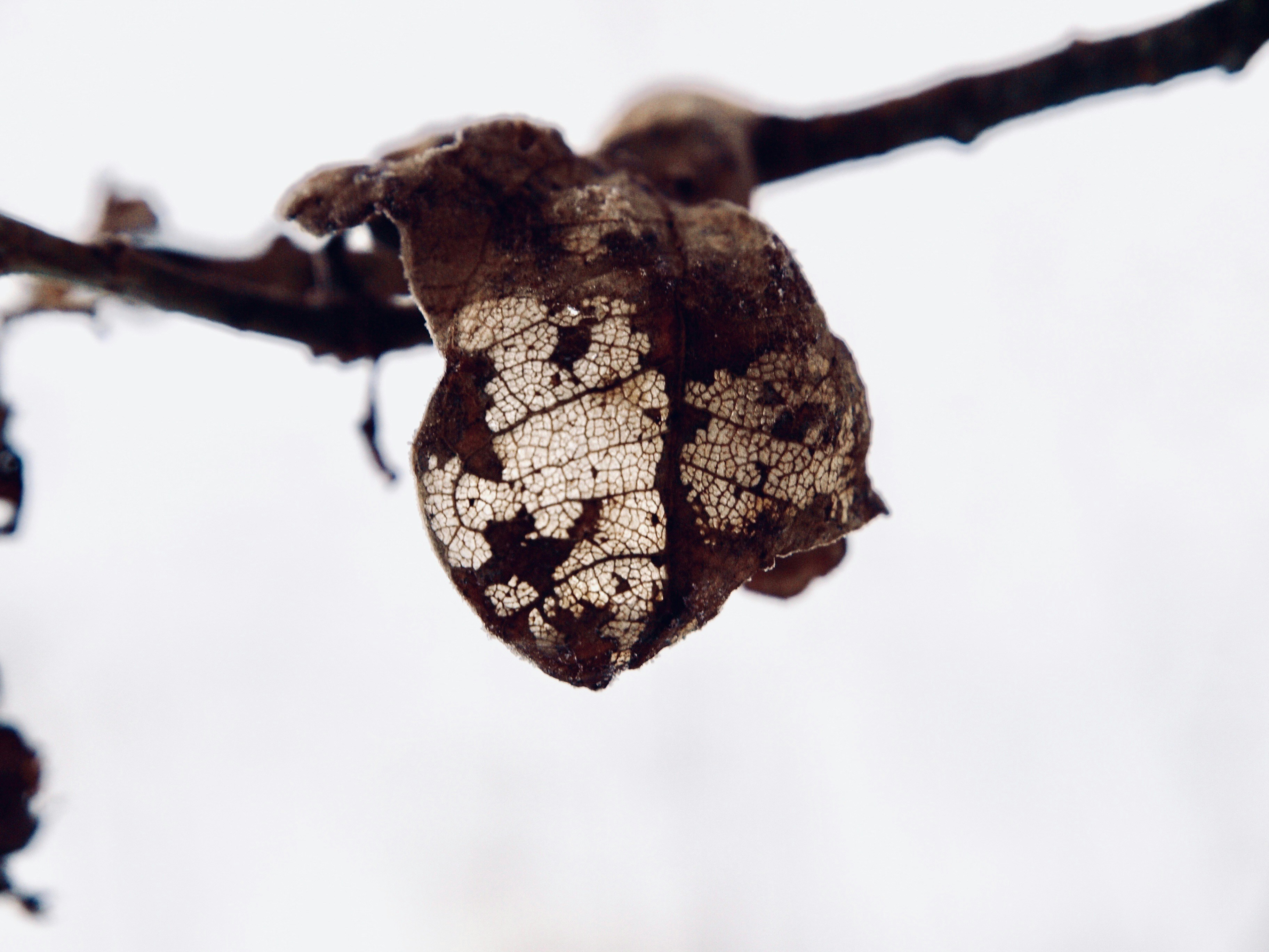 Decayed leaf on a bare branch: cracked texture in winter light