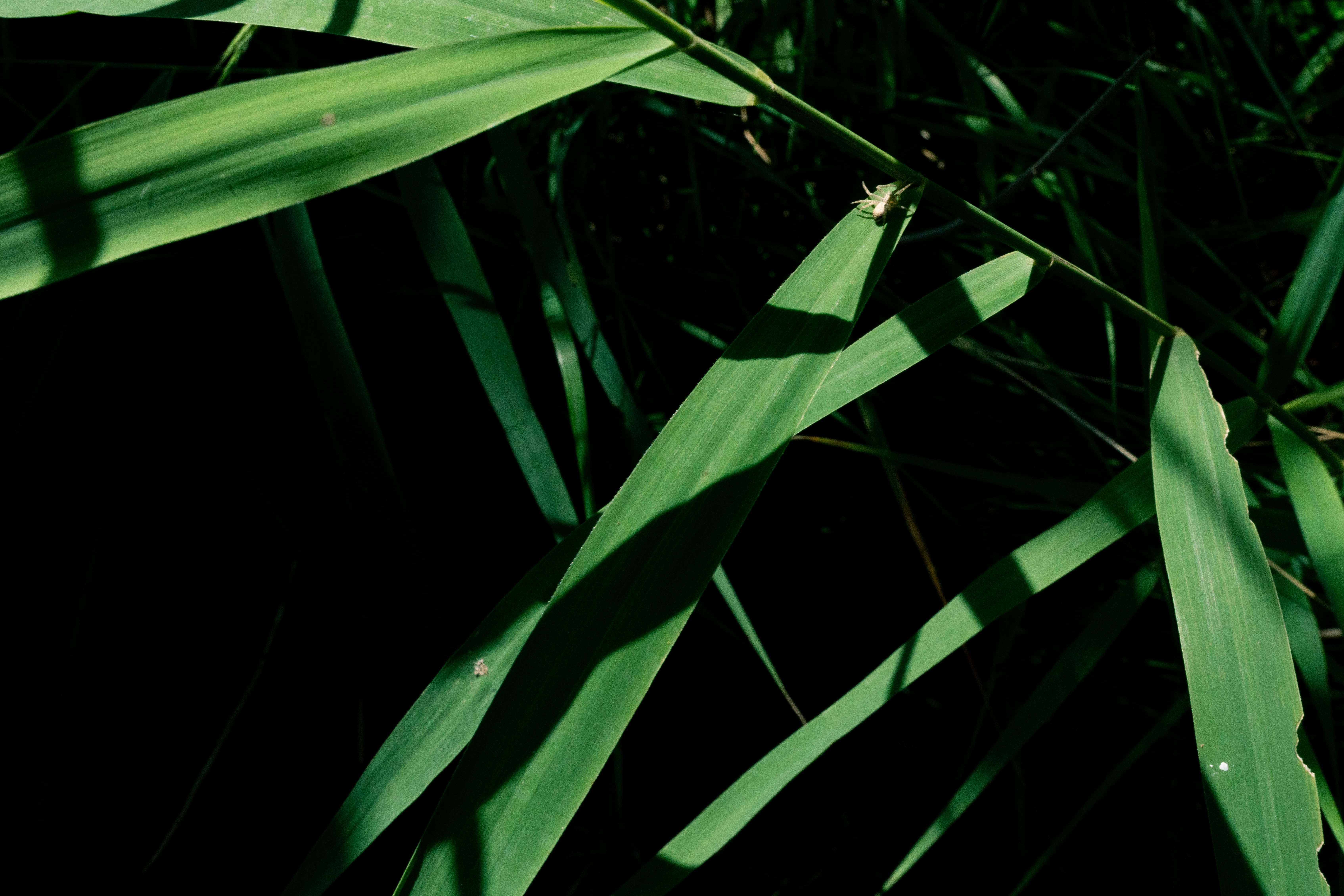 Photo by Max Langelott with Sony Alpha 7R III