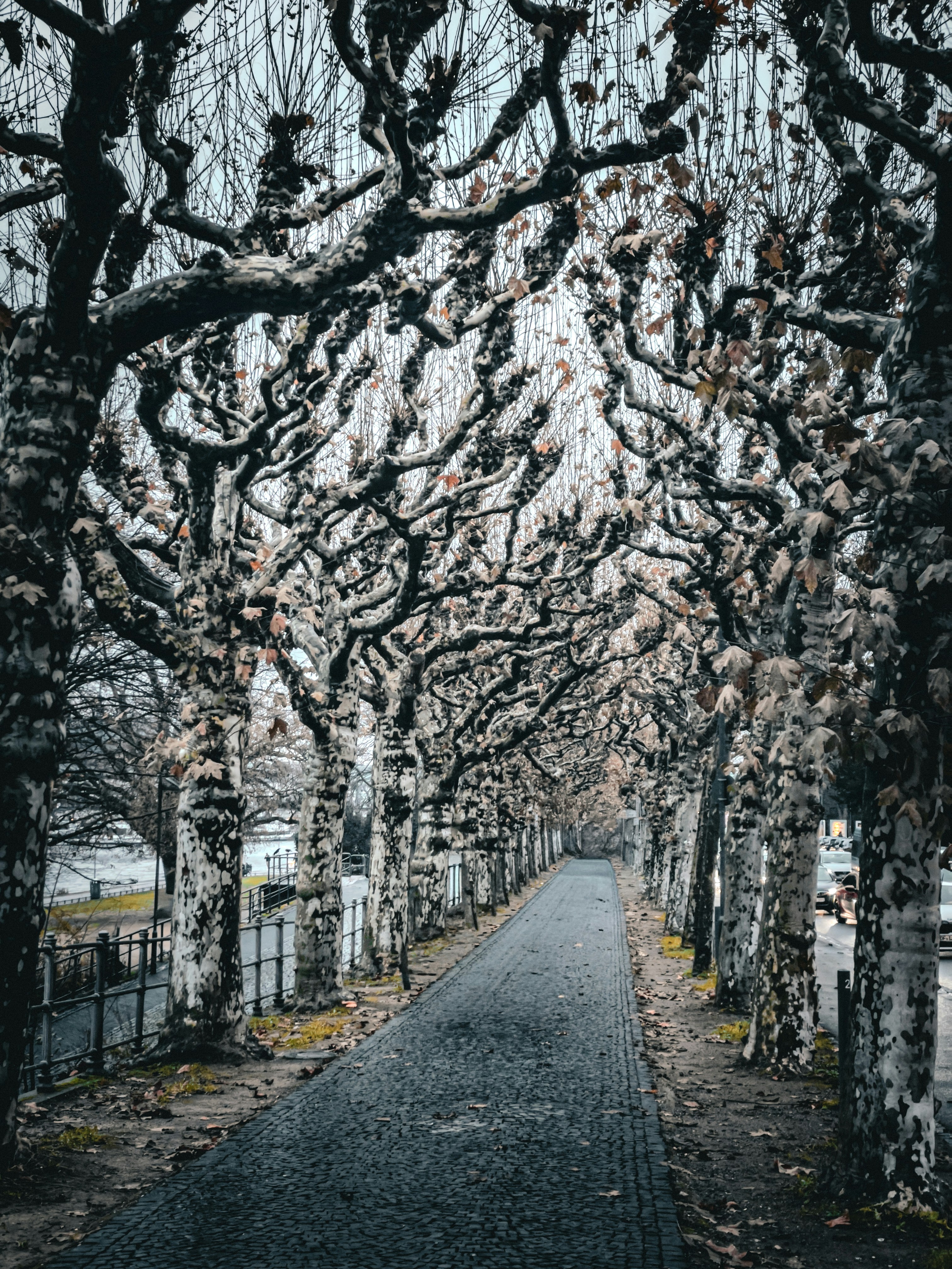 Labyrinth of Gnarled Trees: A Winter Walk Down the Laden Path