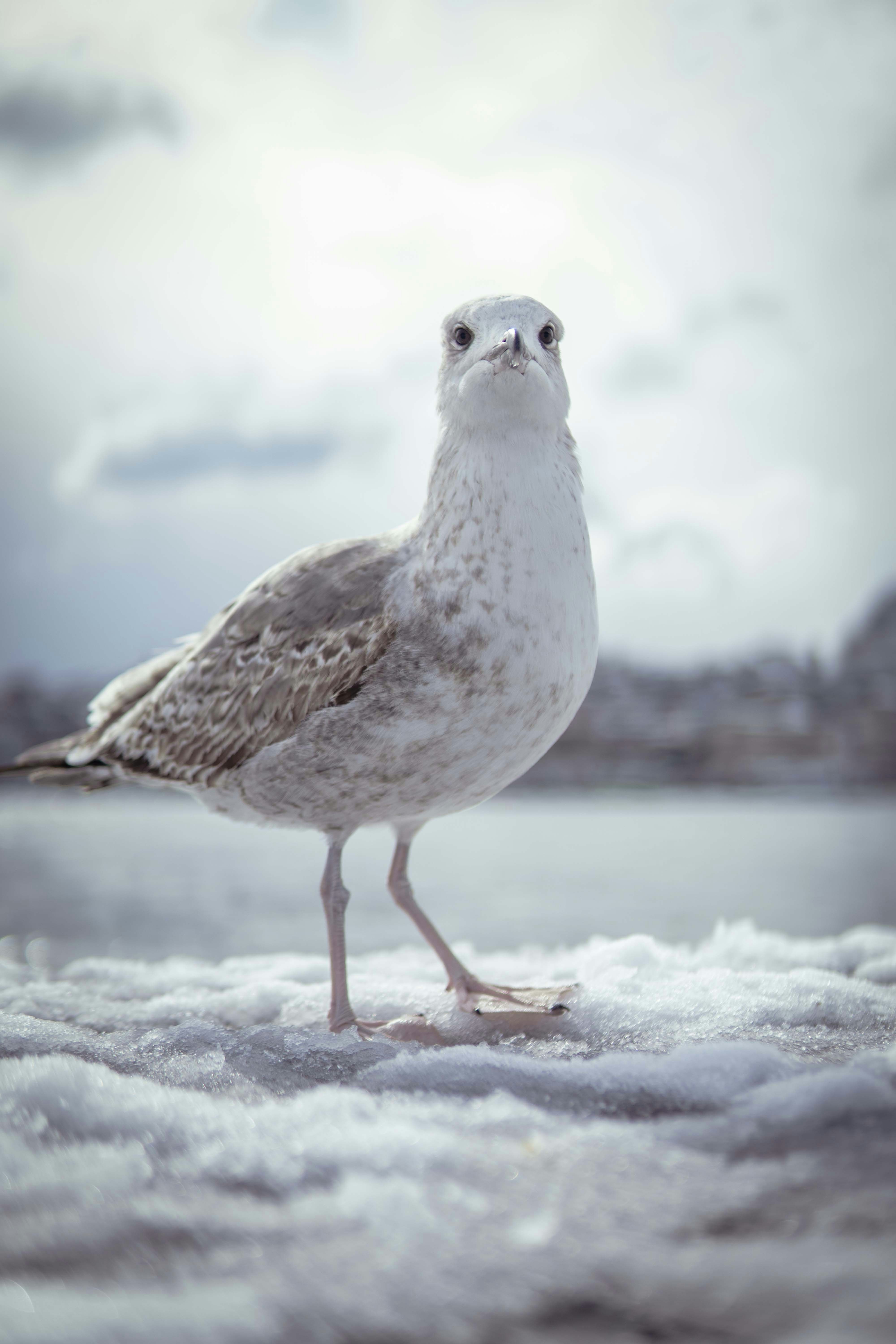 Polar Seagull on Ice: A Curious Stumble by the Shore