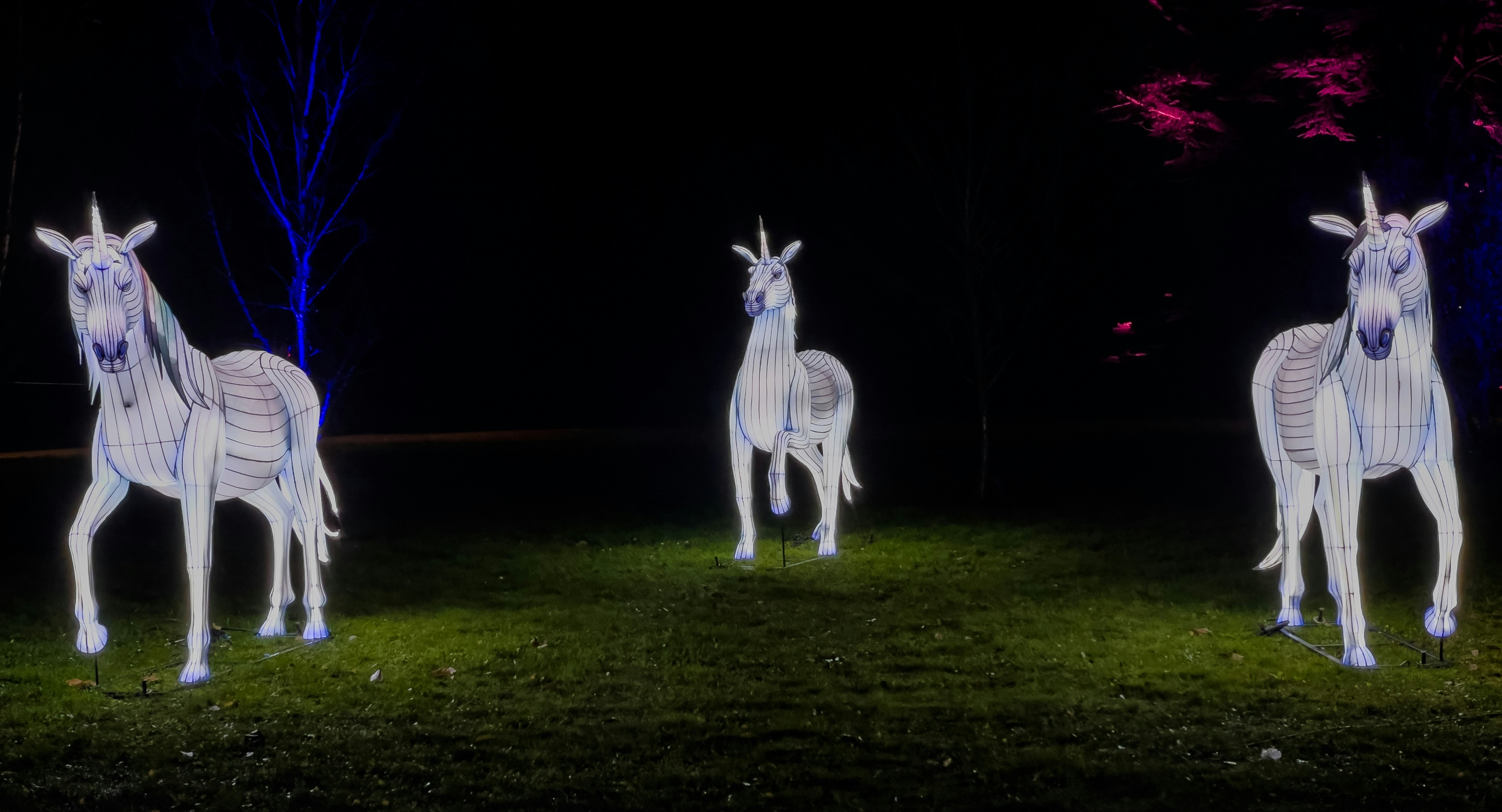 Midnight Herd: Illuminated Horses Stand Quietly on a Dark Field