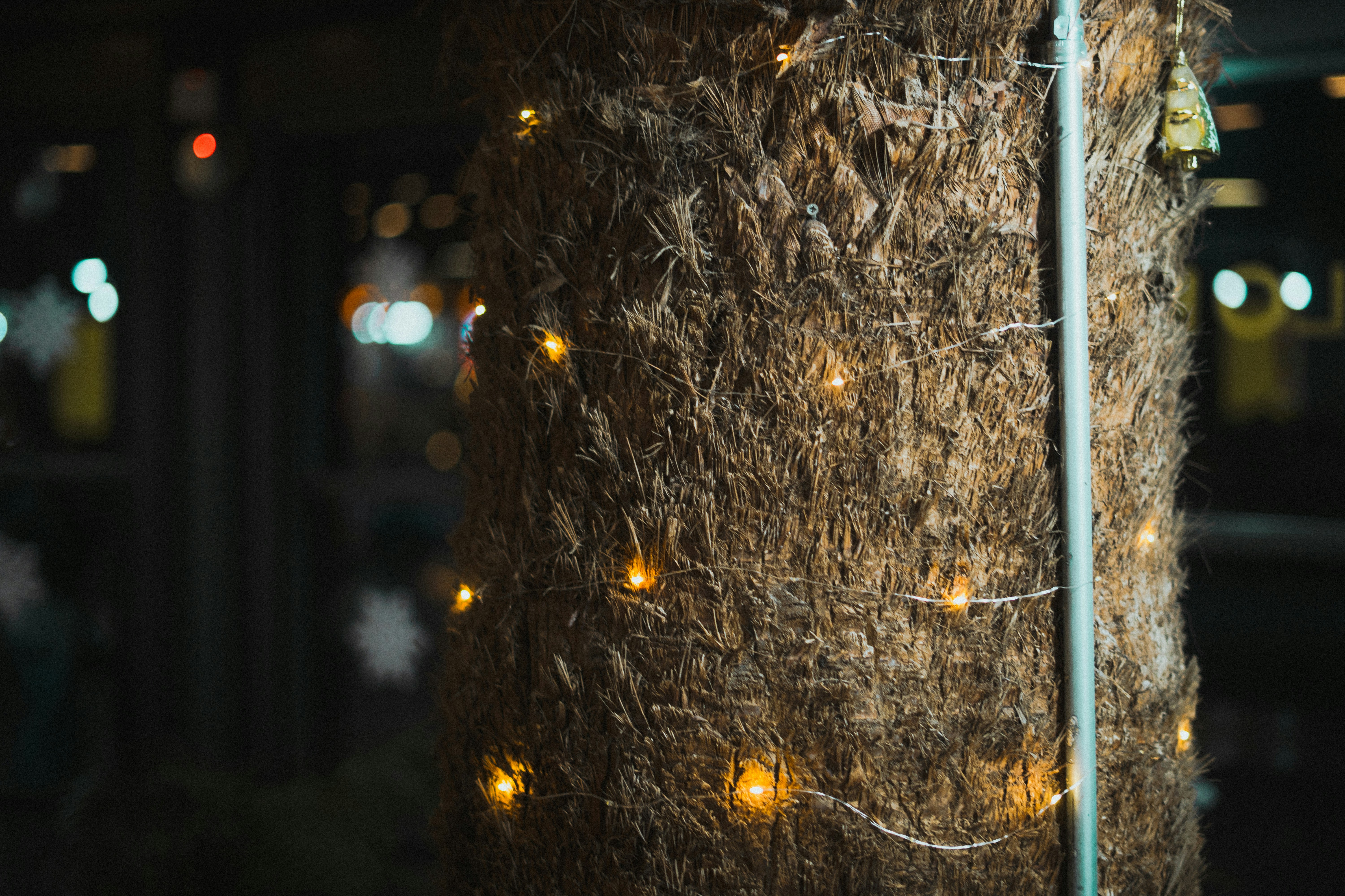 Fairy Lights on a City Tree: A Glowing Post in Low Light