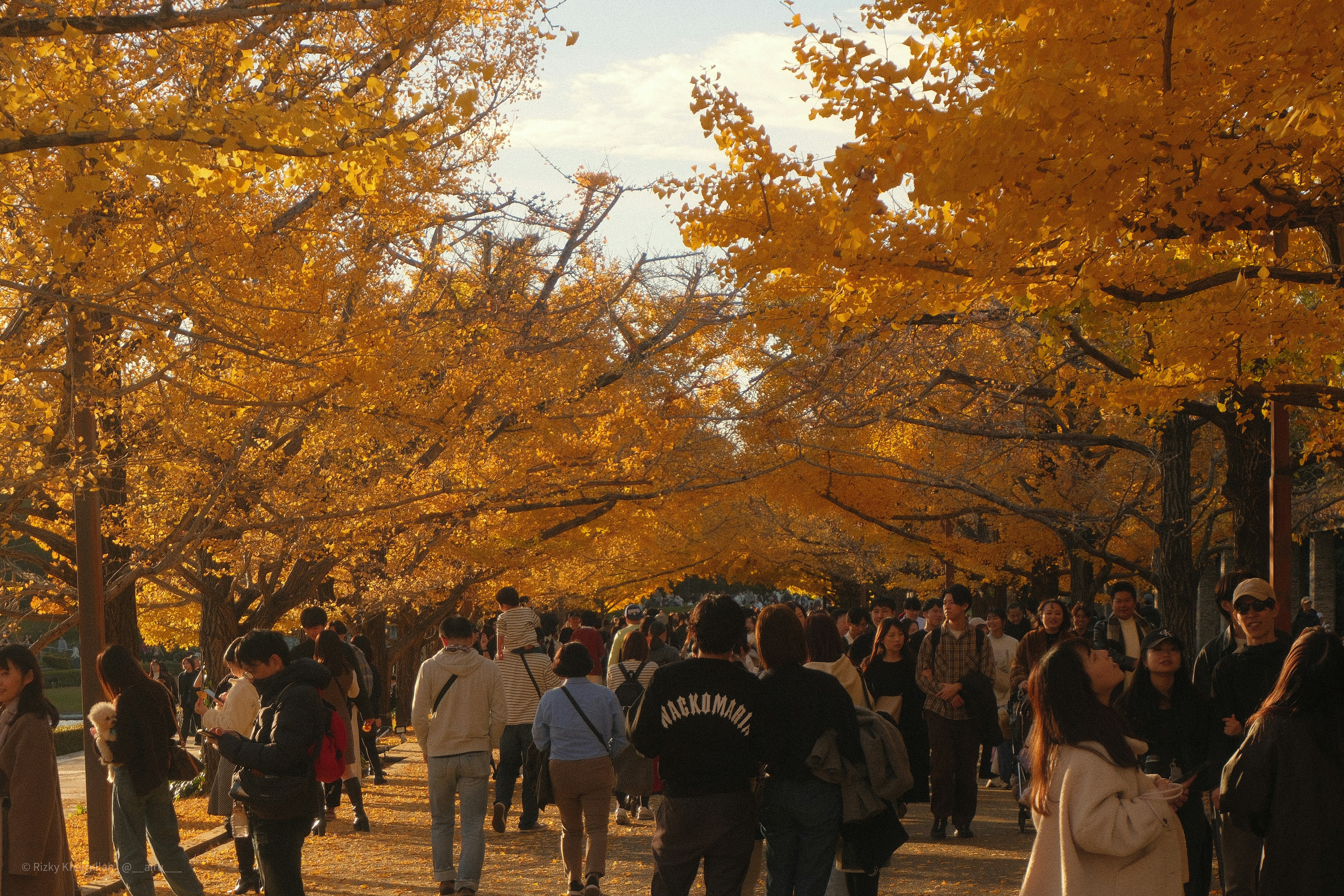 Autumn Walk: A Corridor of Golden Leaves