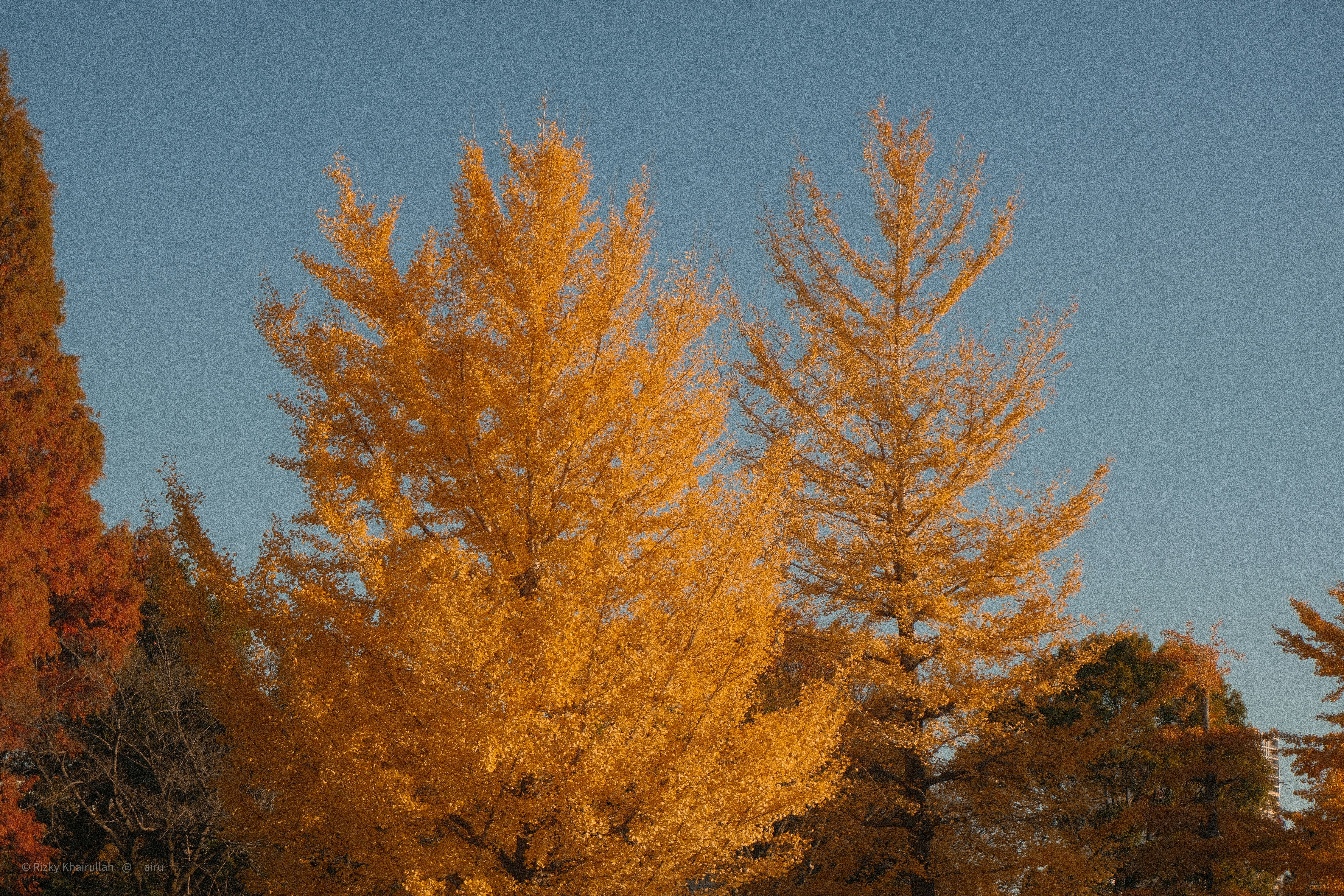 Golden Canopy Over Calm Field