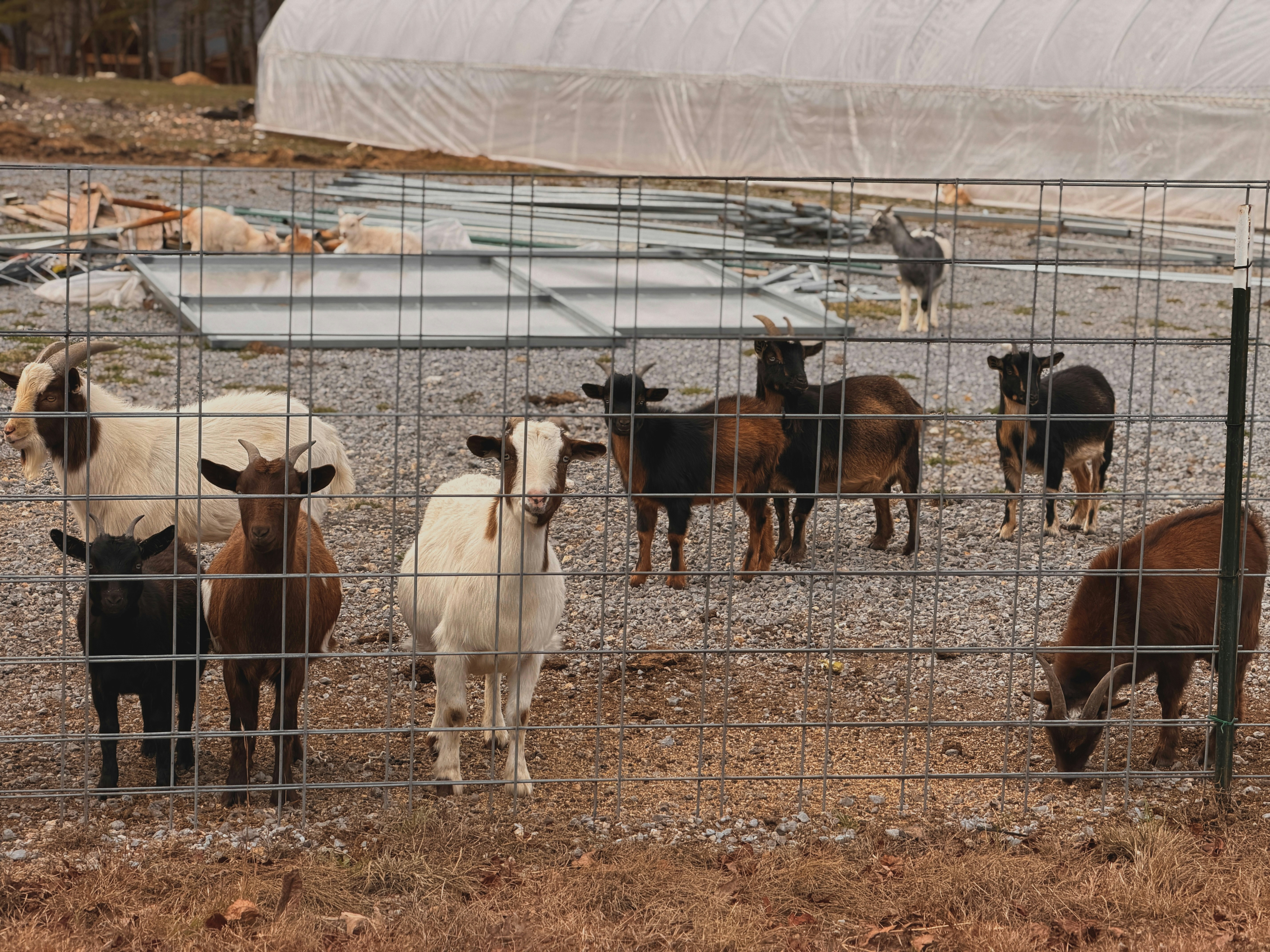 A herd of goats gathers at the wire-fenced paddock by a makeshift barn