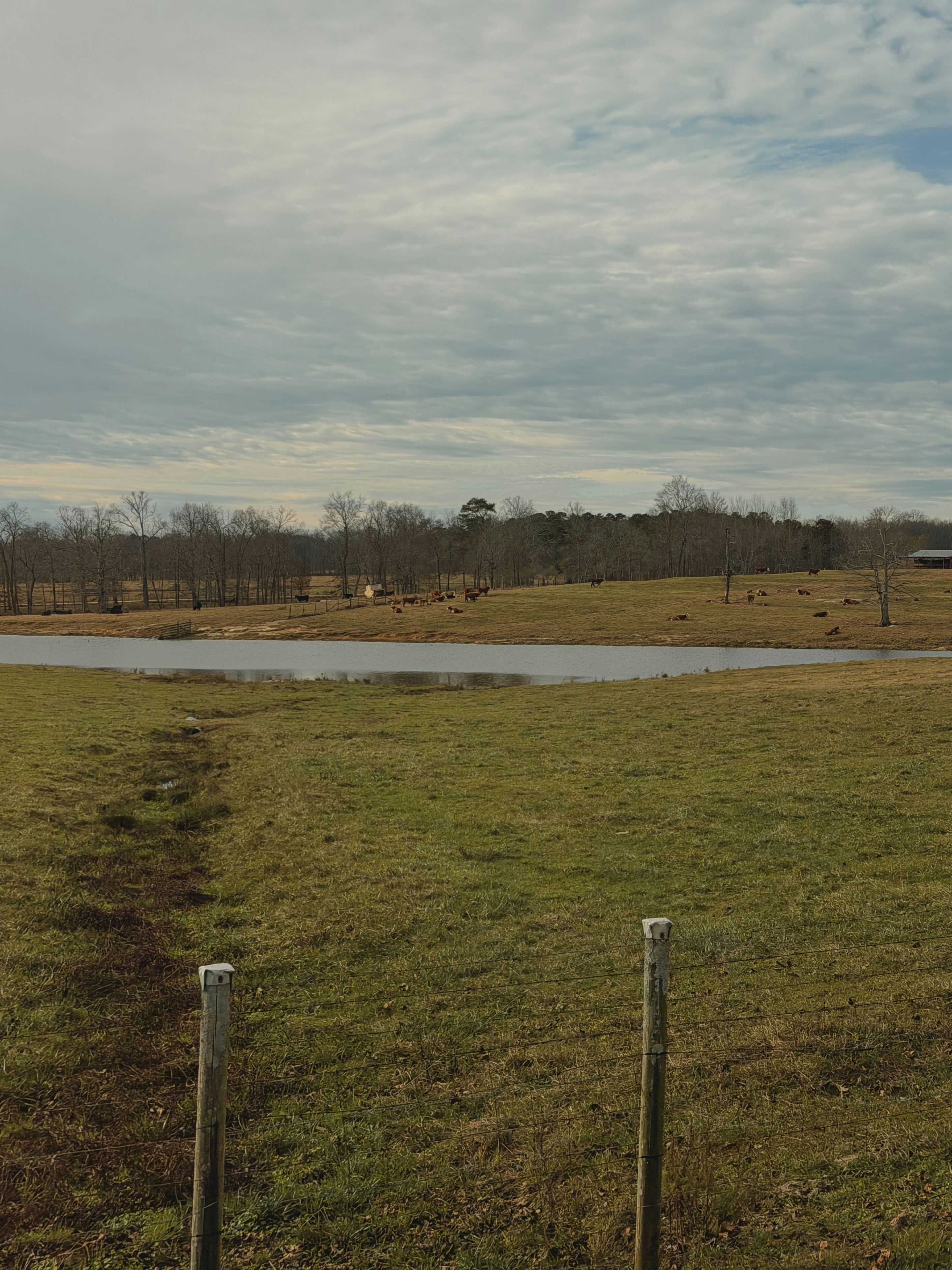 Pond Border and Pasture: Quiet Farm Horizon Under Cloud