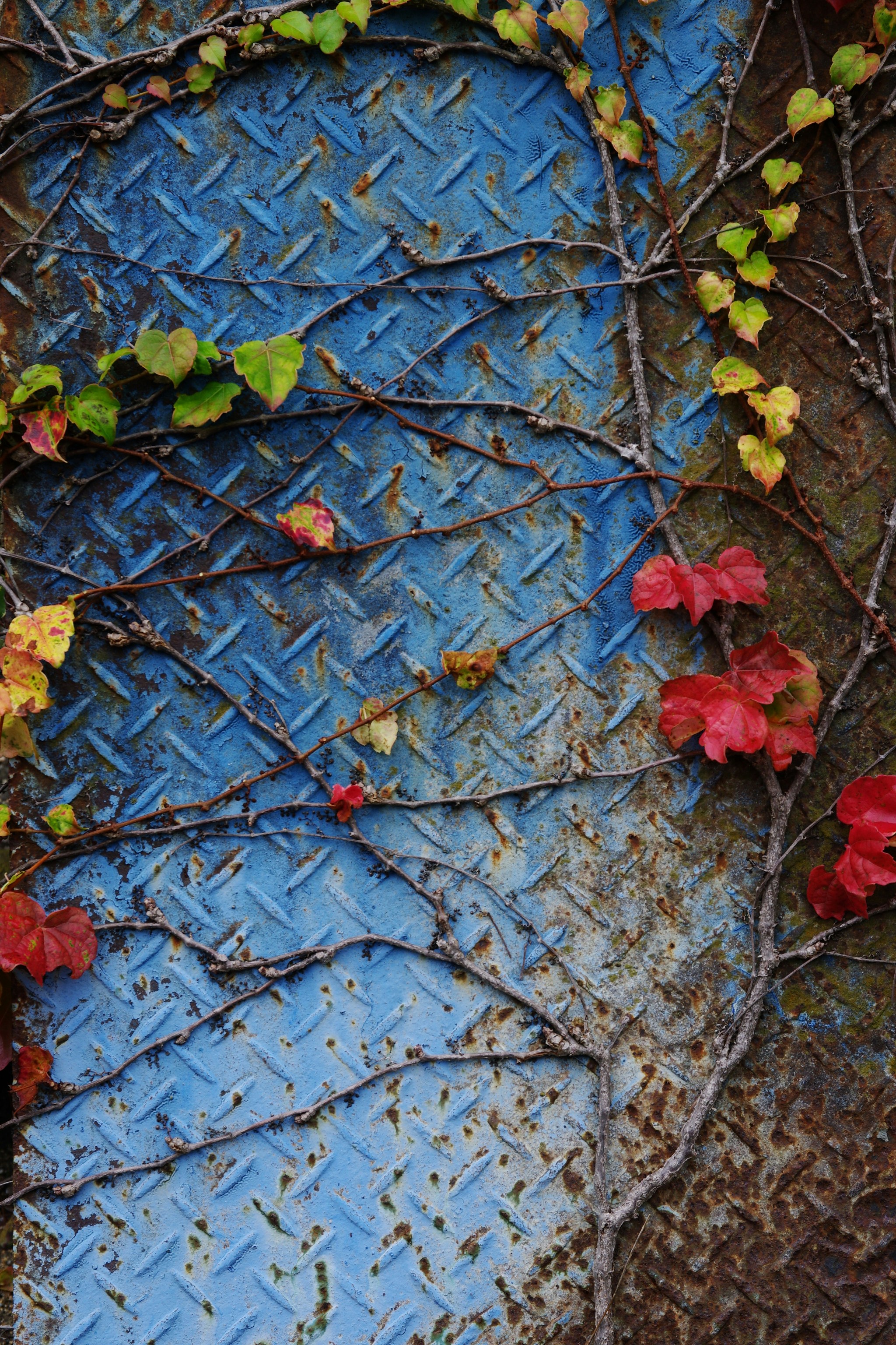 Blue iron plate and plant art