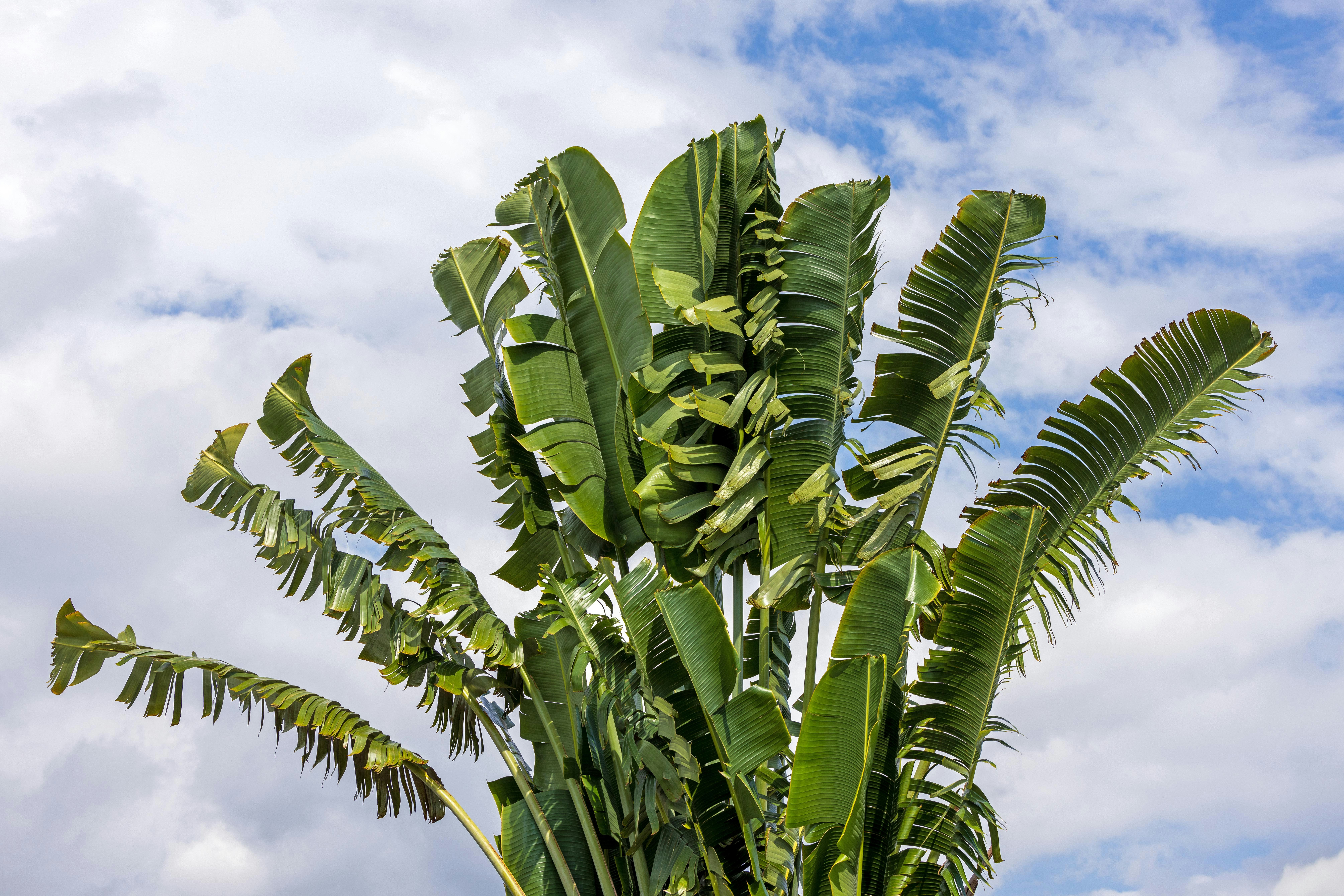 The foliage of a Traveller's Palm. A giant relative of the Bird of Paradise. It is native to Madagascar and has tongue twisting botanical name, Ravenala madagascariensis.