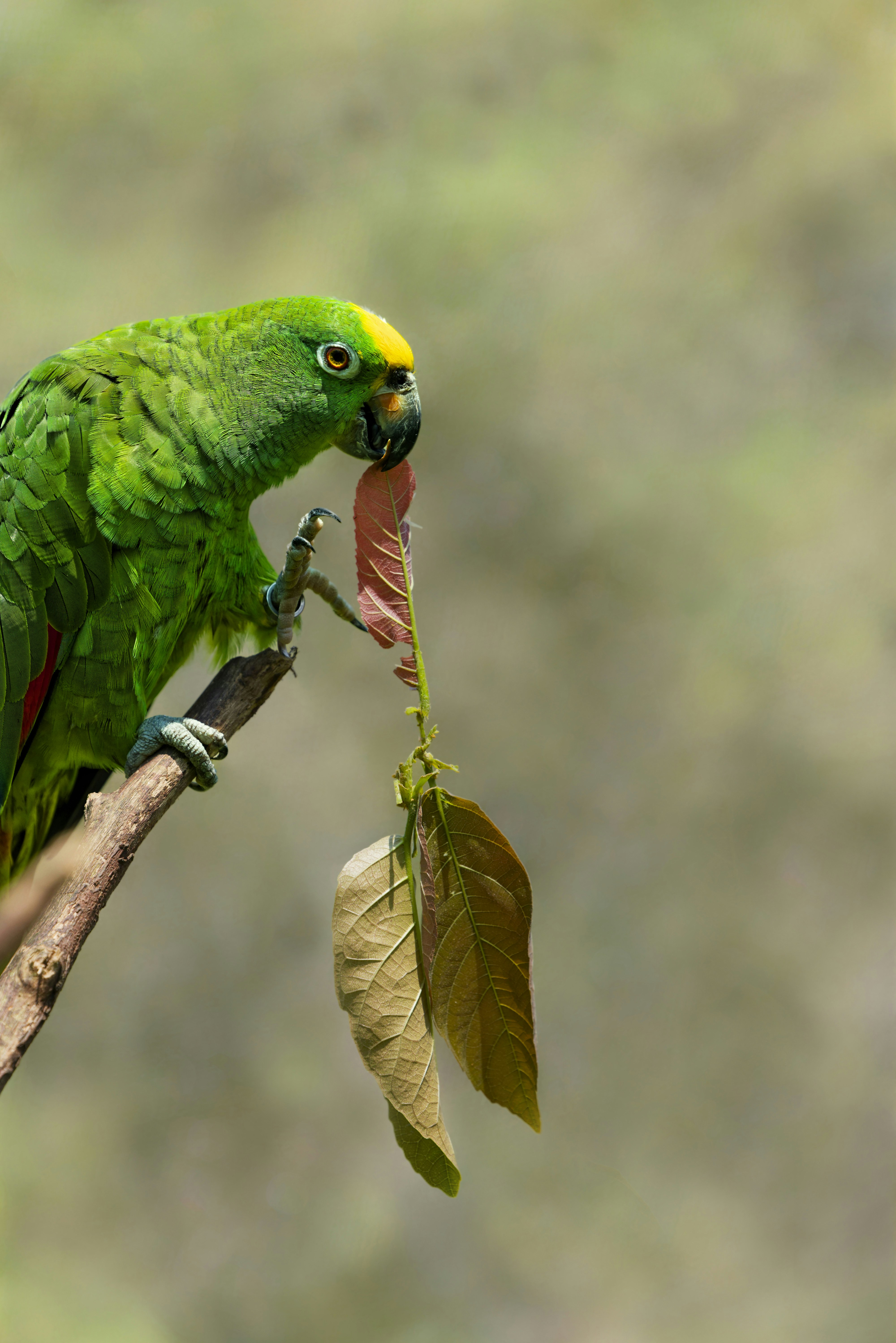 Parrots are intelligent birds and like to amuse themselves with toys. This Yellow Fronted Amazon is playing with some leaves.