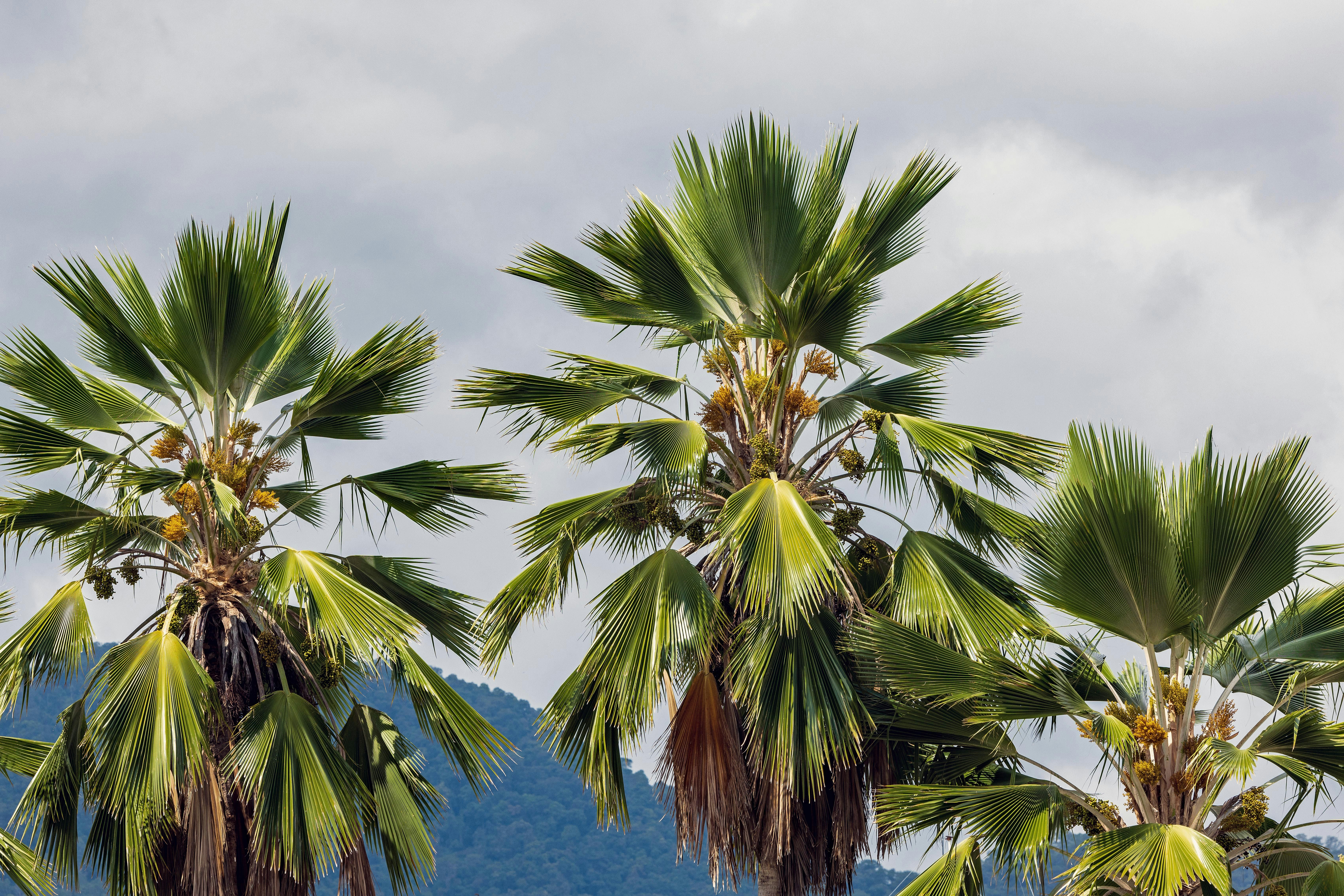 Palm Canopy Over Coastal Hills