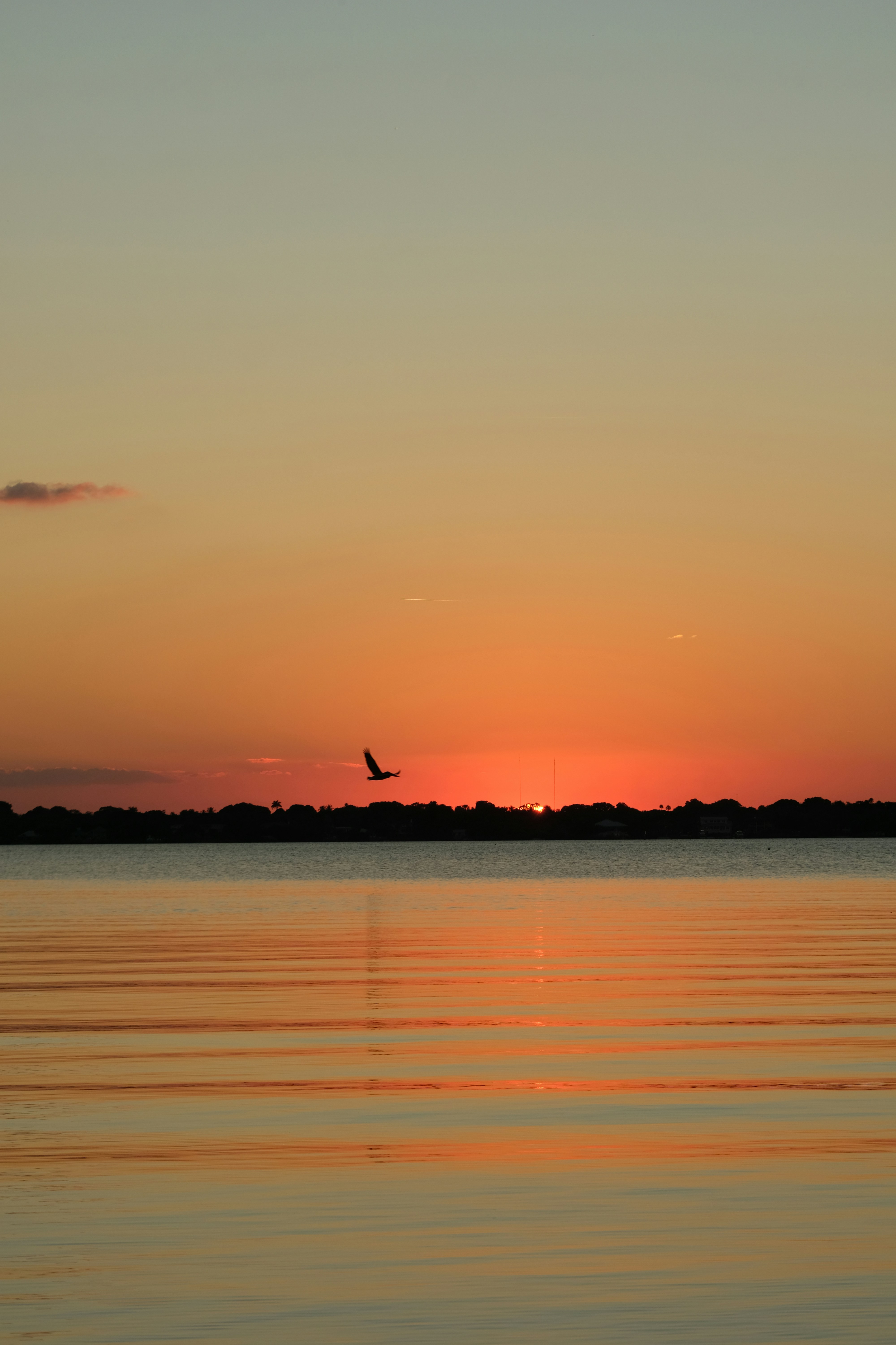 Sunset Over Calm Water: Silhouette of a Wandering Seabird