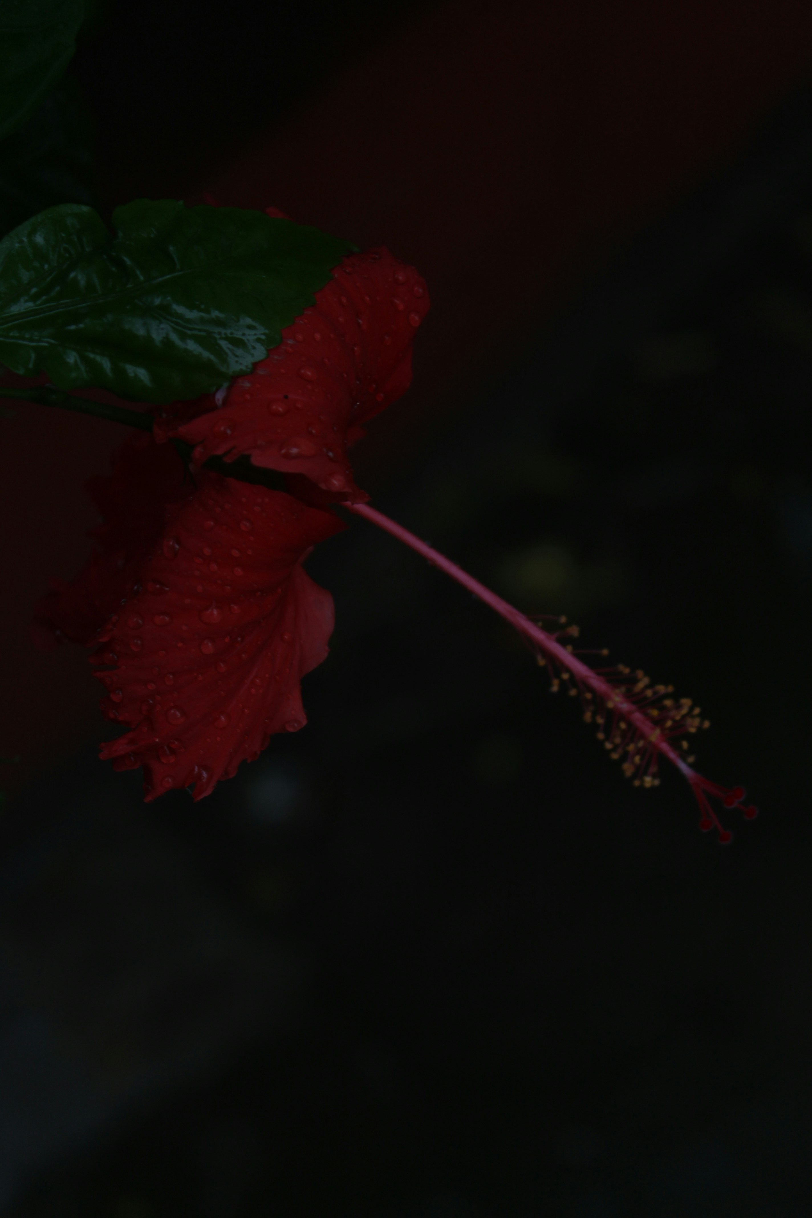 Cranberry Hibiscus in Shadow: A Velvet Red Bloom in Dim Light