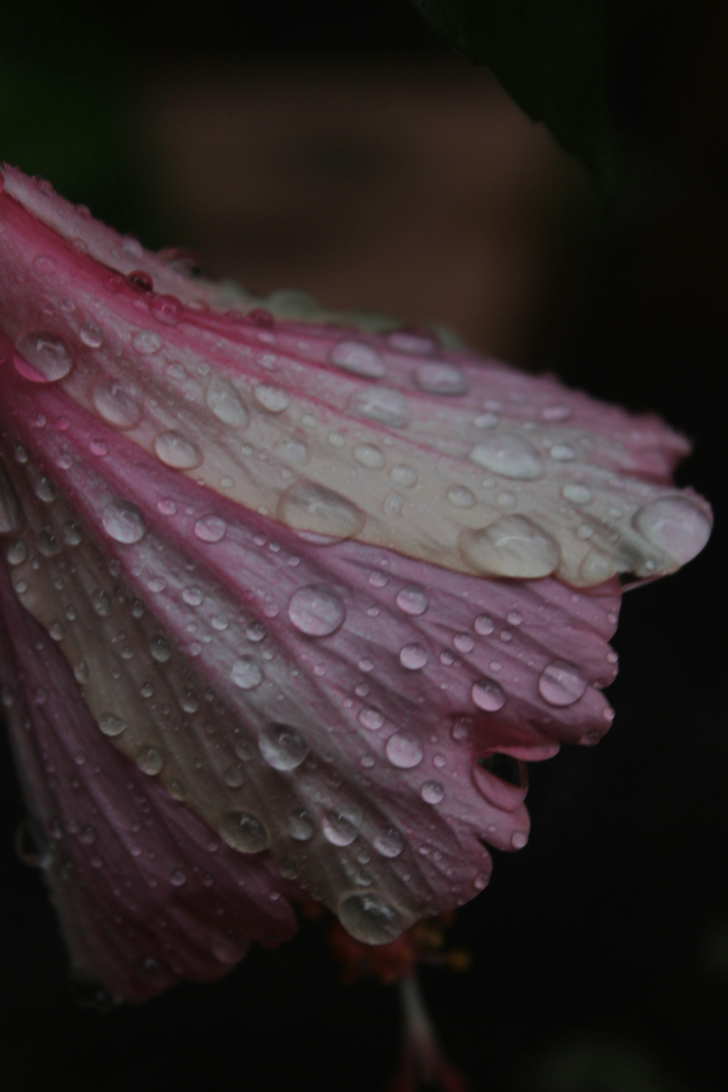 Dew-kissed Pink Petal: A Close-Up of Morning Calm