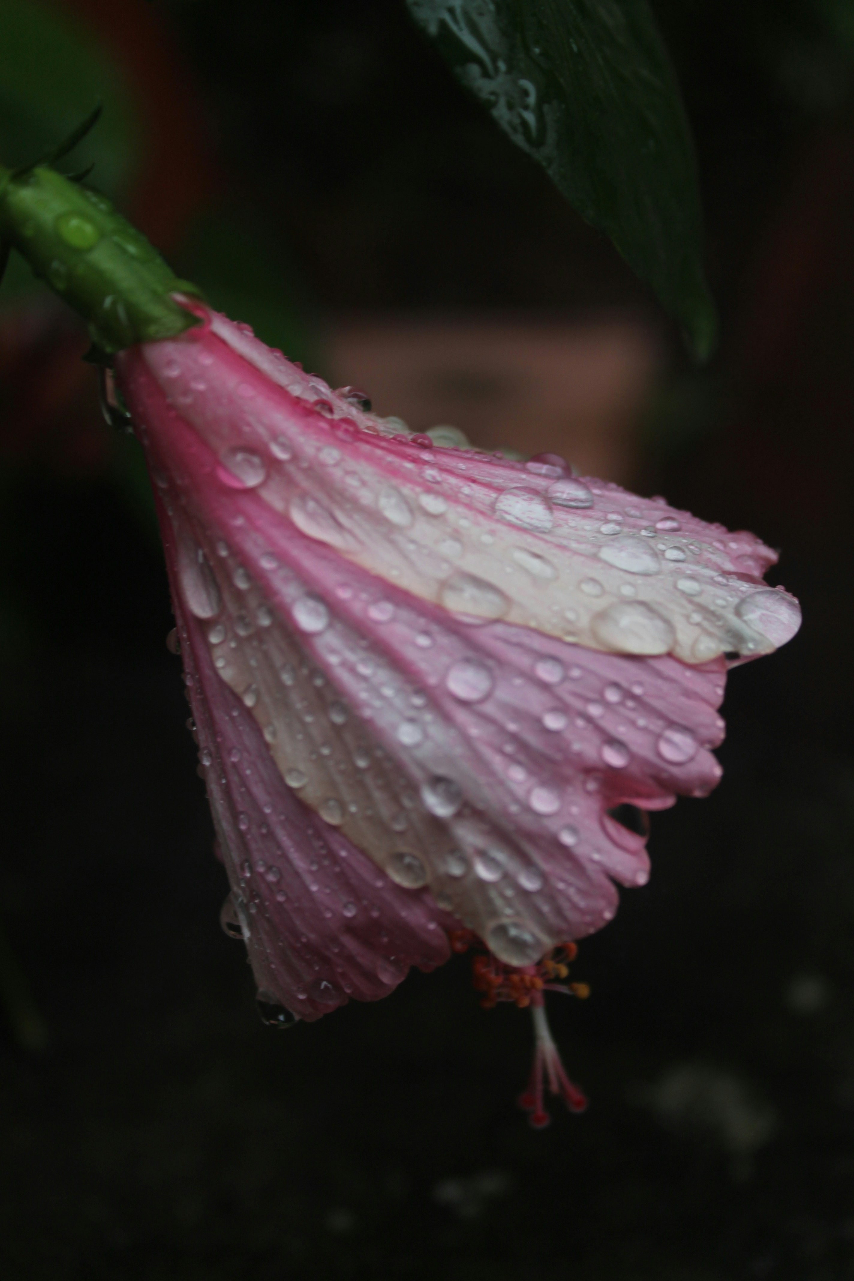 Petaled Pink: raindrops cling to a hibiscus at dusk