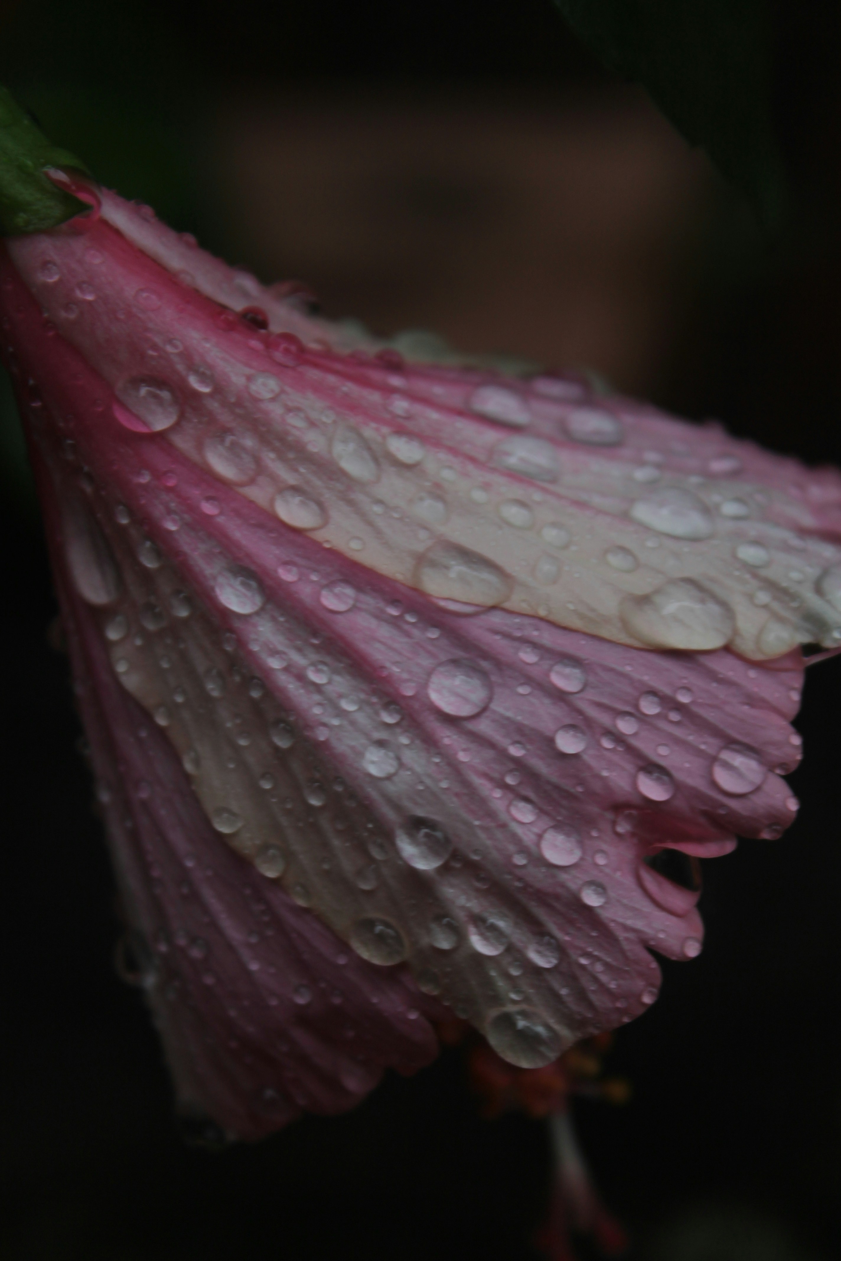 Petal in the Rain: A Close-Up of Dewy Pink Blossom