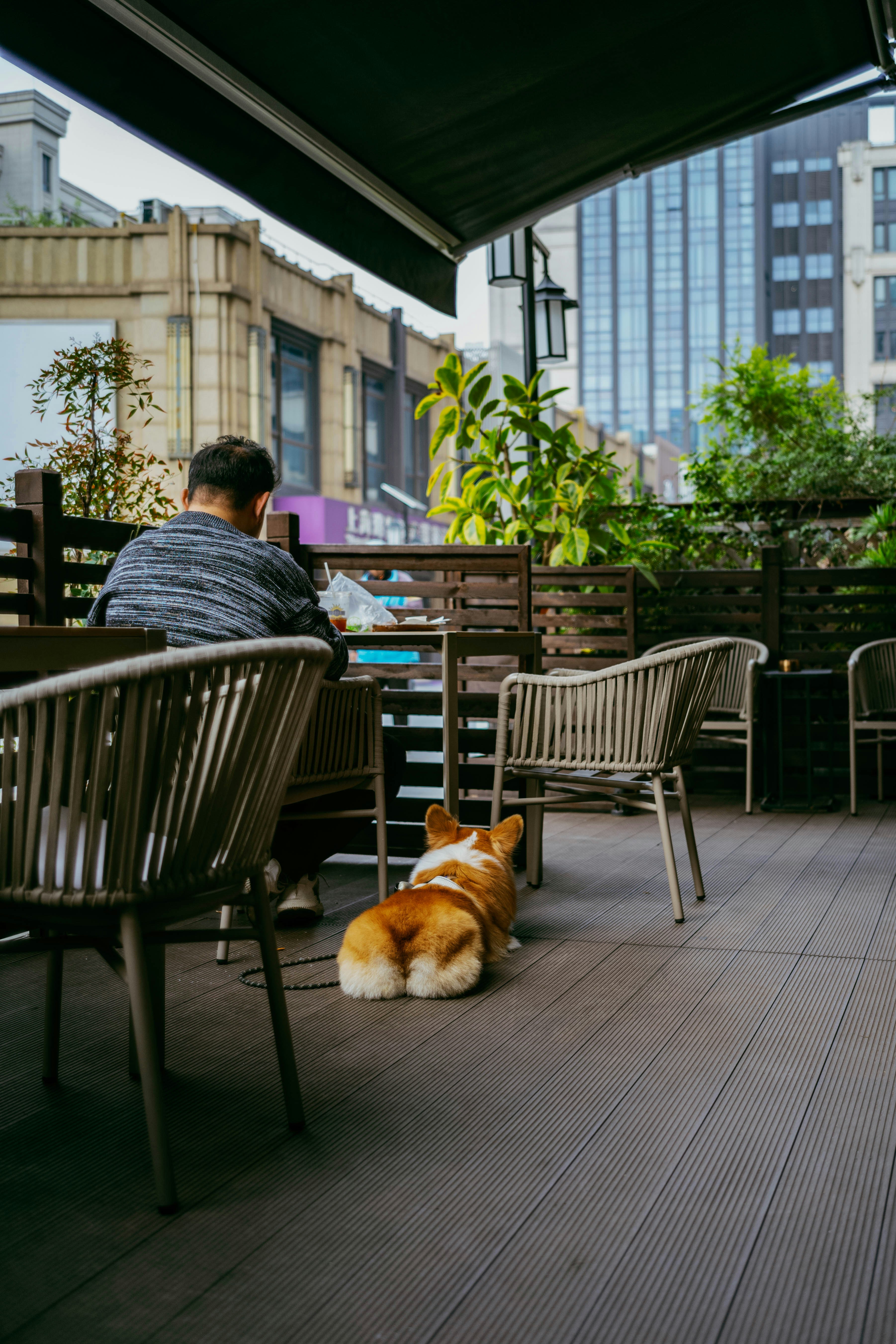 Foiled by a Furry Interloper: A Quiet Moment on the Rooftop