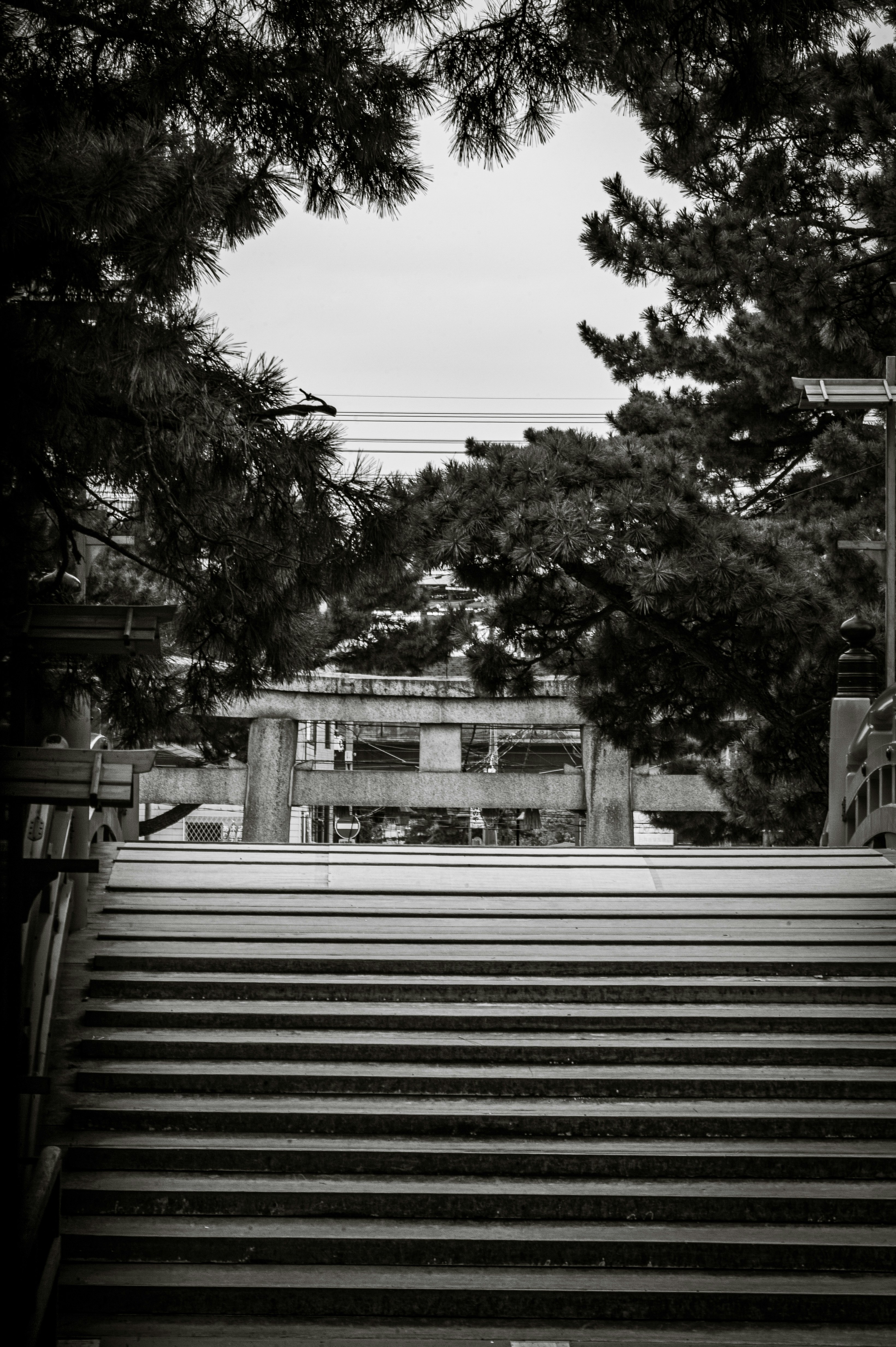 Silent Ascent: A Stairway Framed by Pines and Taiko of Input Light