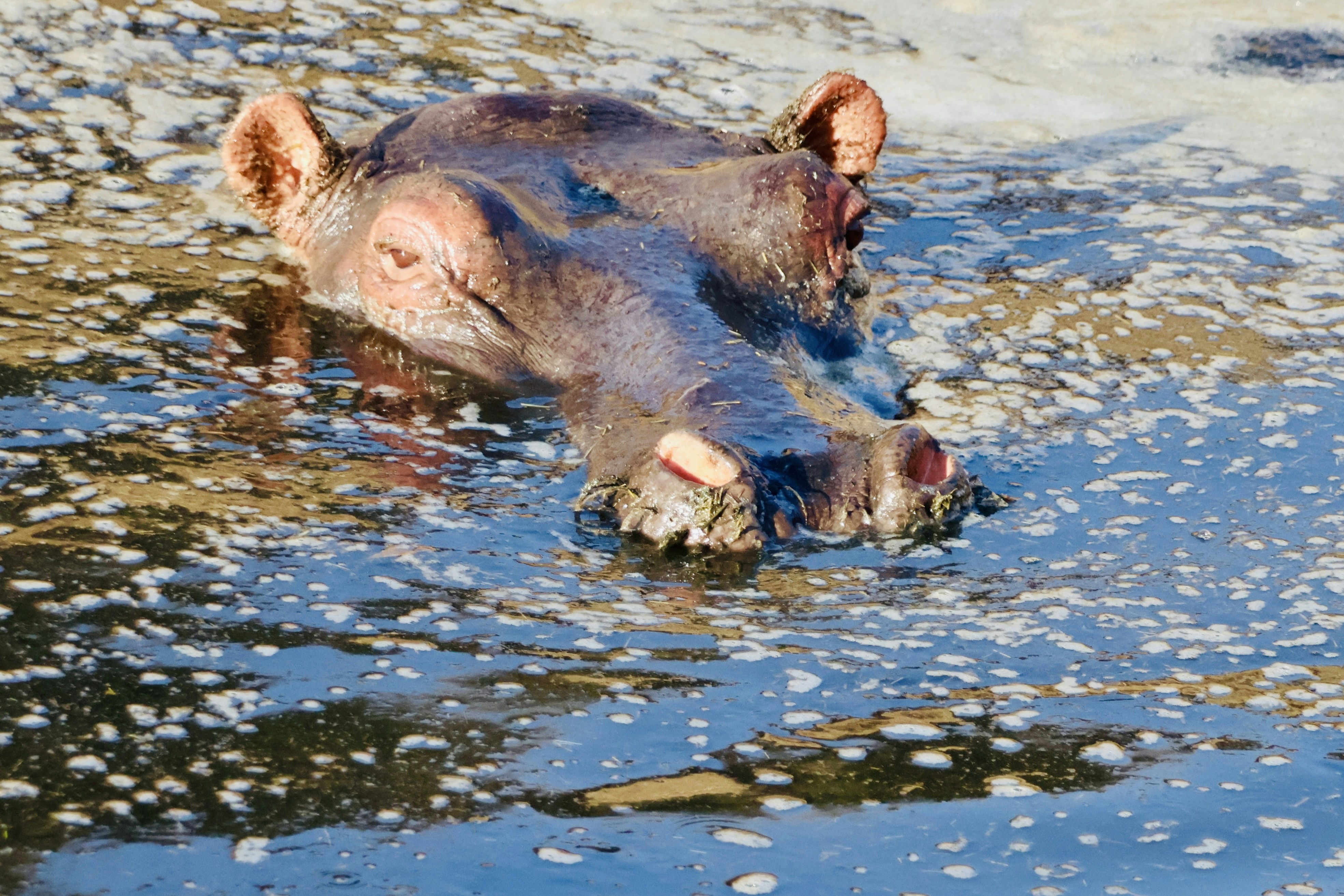 Hippo Emerges in Moonlit Puddle: A Quiet Moment on Murky Water