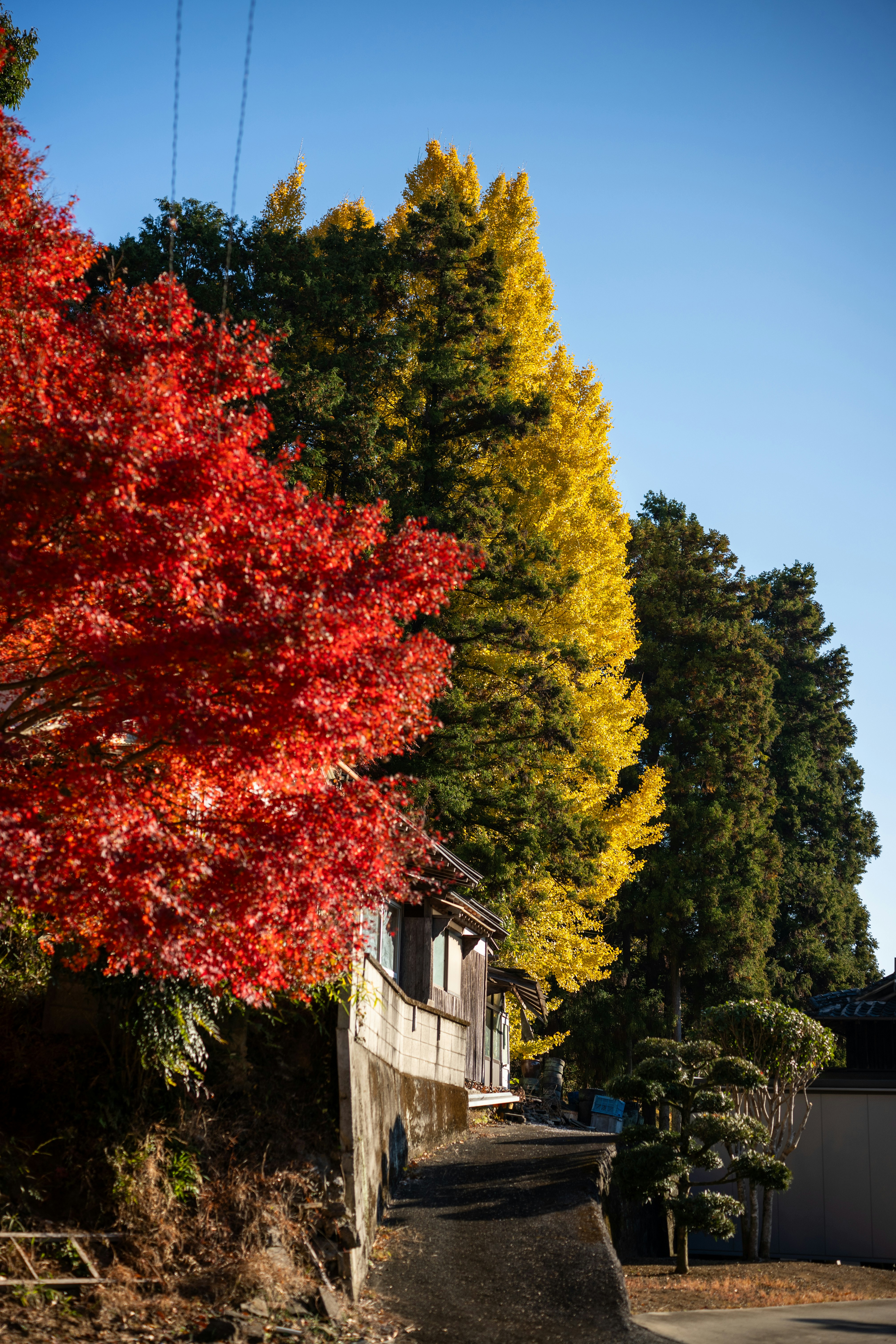 Autumn's Edge: A Quiet Path Beside Crimson and Golden Dreams
