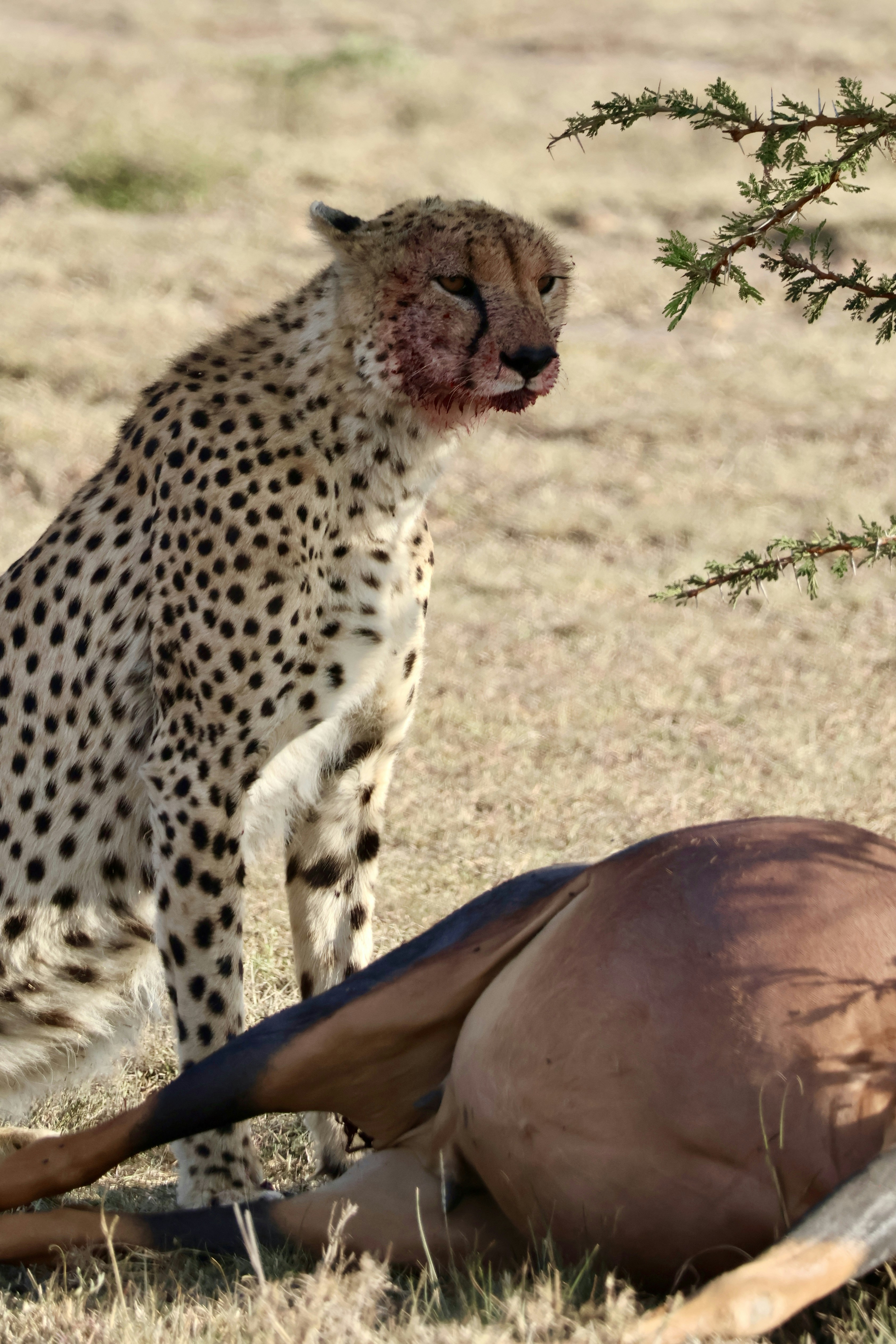Cheetah Sentinel over a Fallen Impala in a Sunlit Grassland