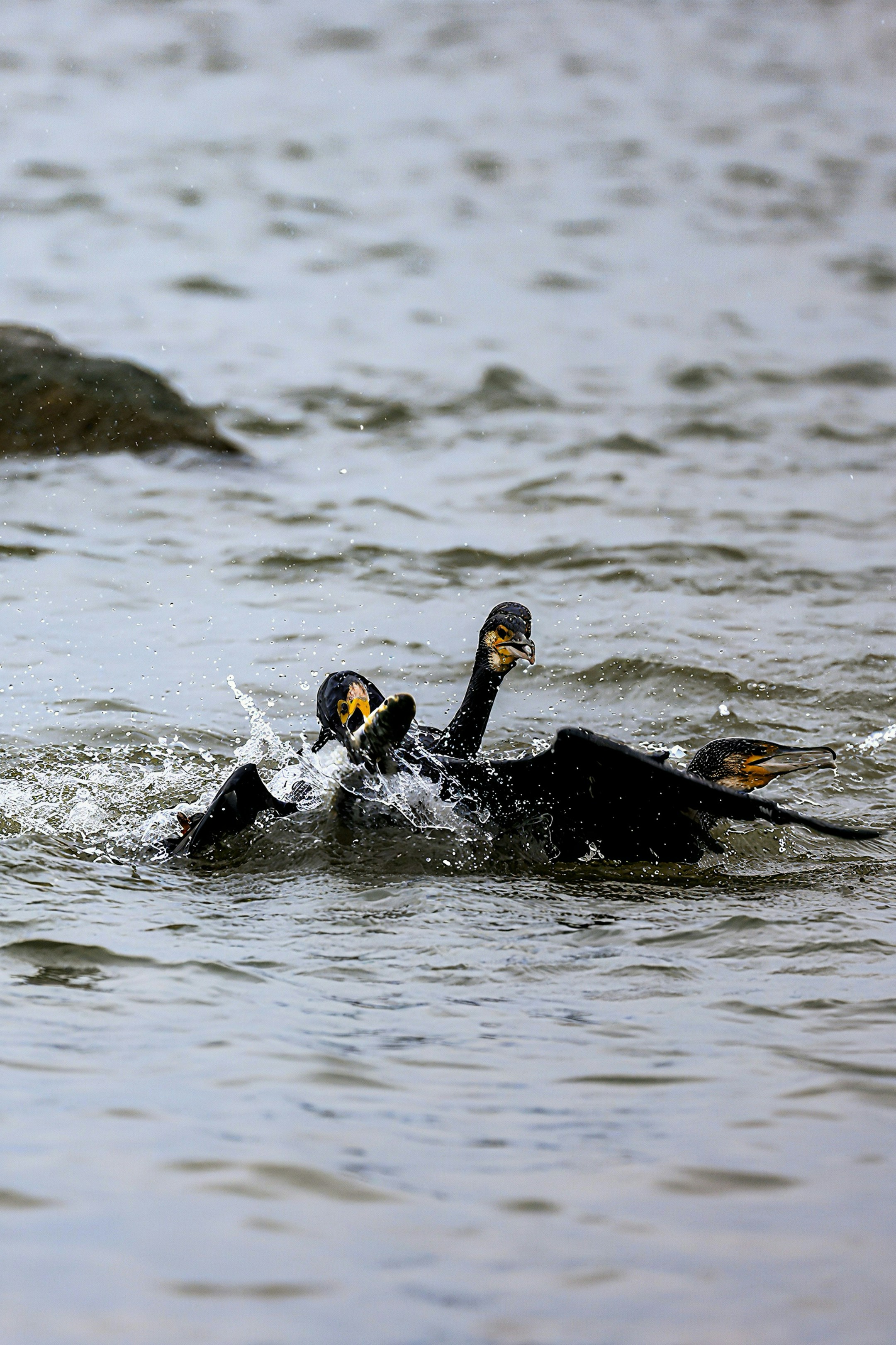 Photo by DL314 Lin with Canon EOS R5