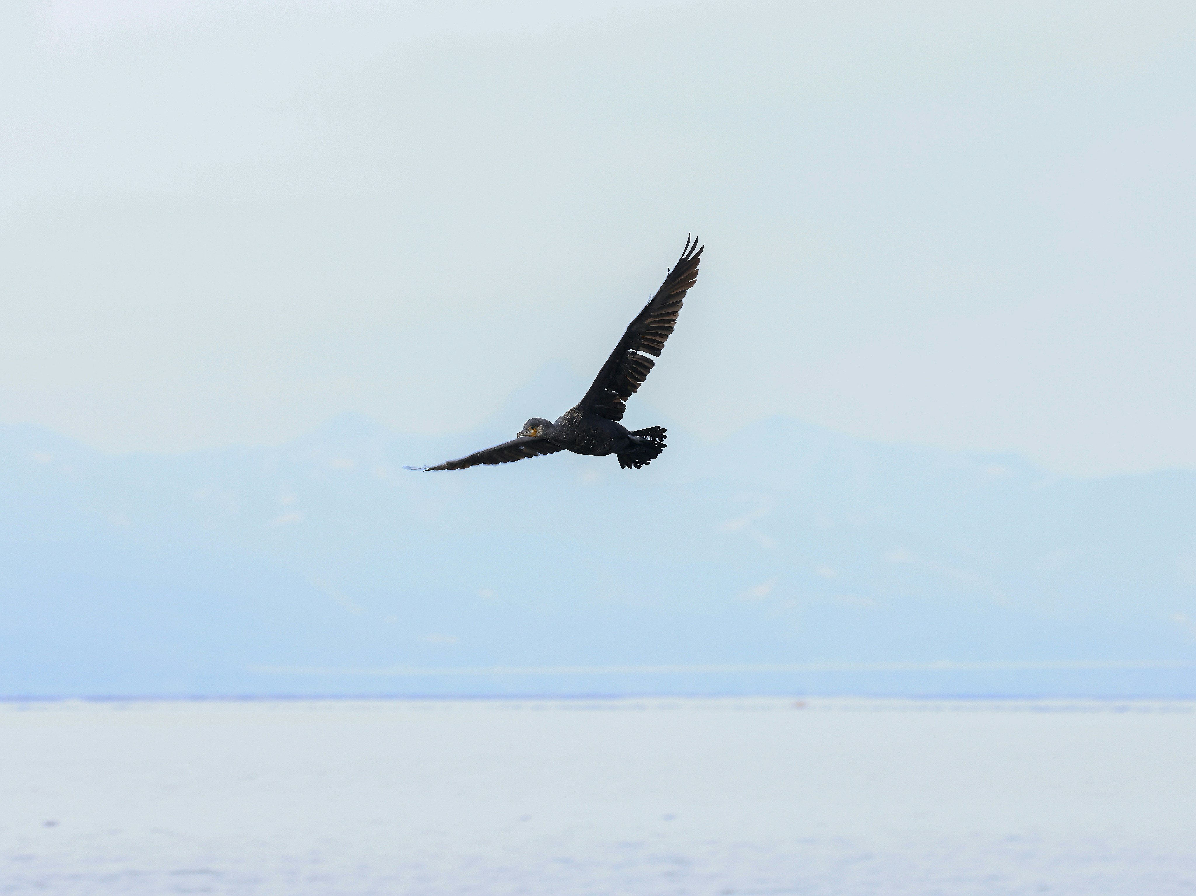Soaring Over a Quiet Horizon