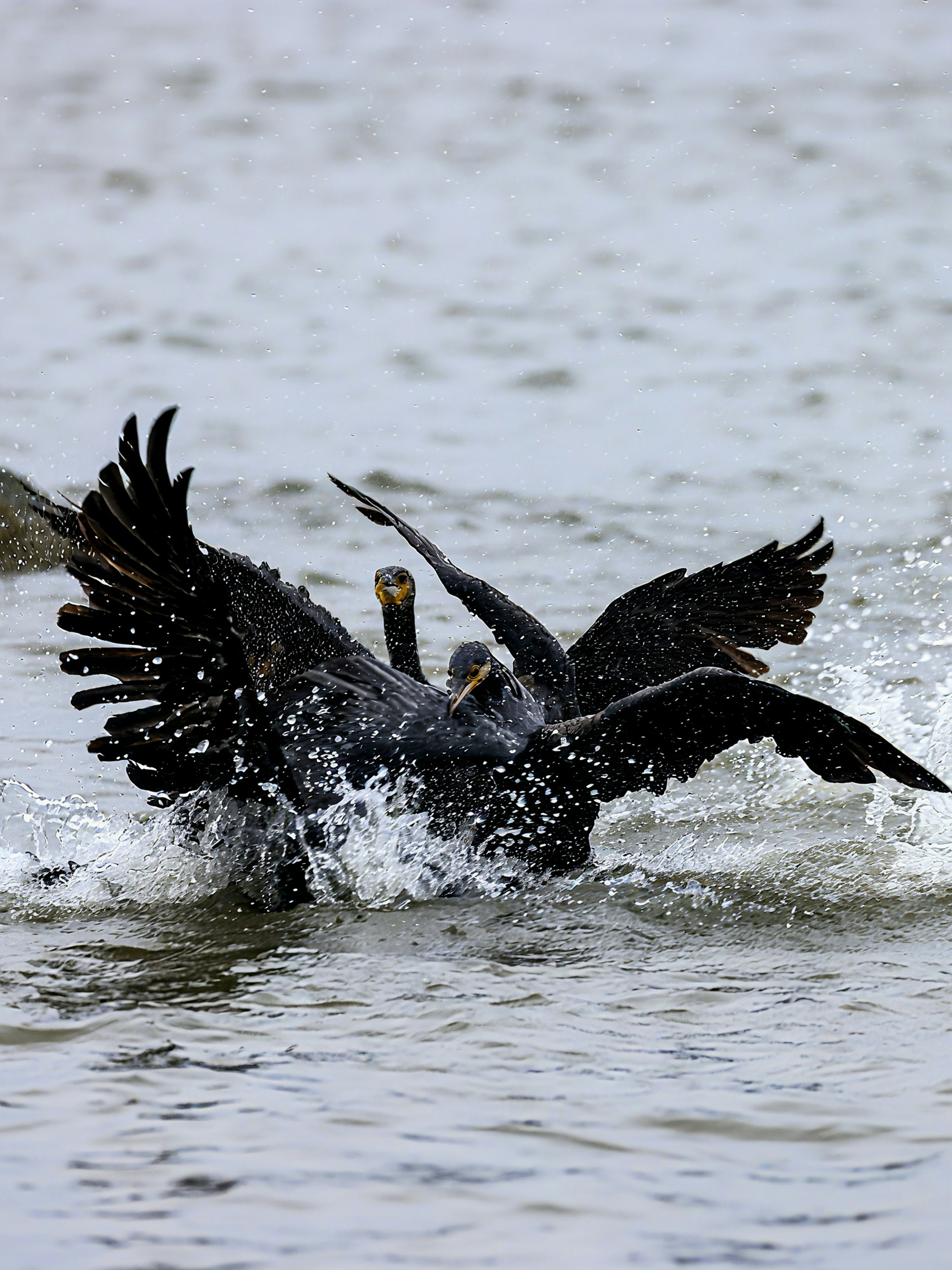 Encounter at the Water’s Edge: Black-Crowned Gulls Flaring Wings