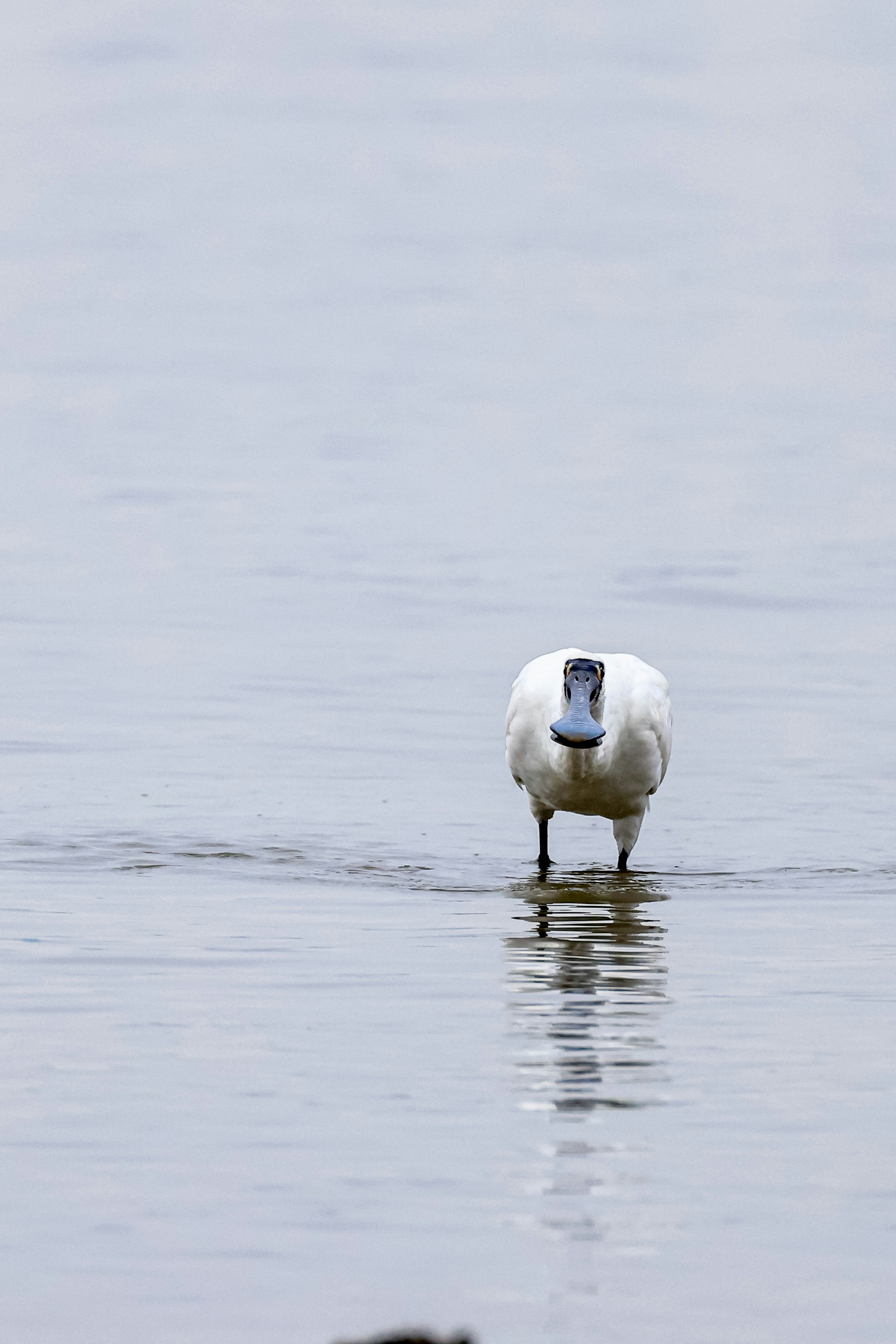 Centered Silence: A Swan Steps Into Still Water