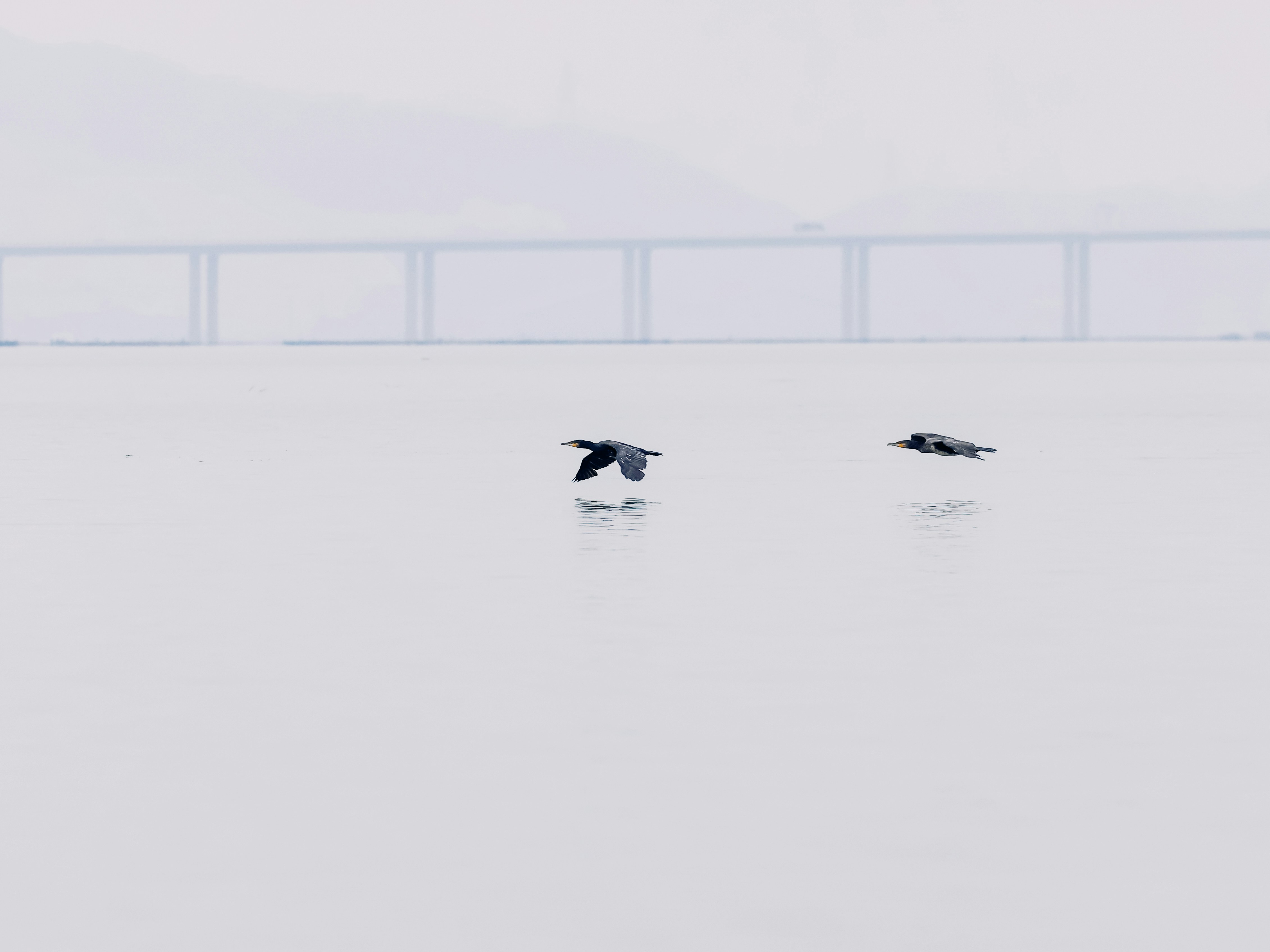 Two distant seabirds skim the pale water under a foggy bridge