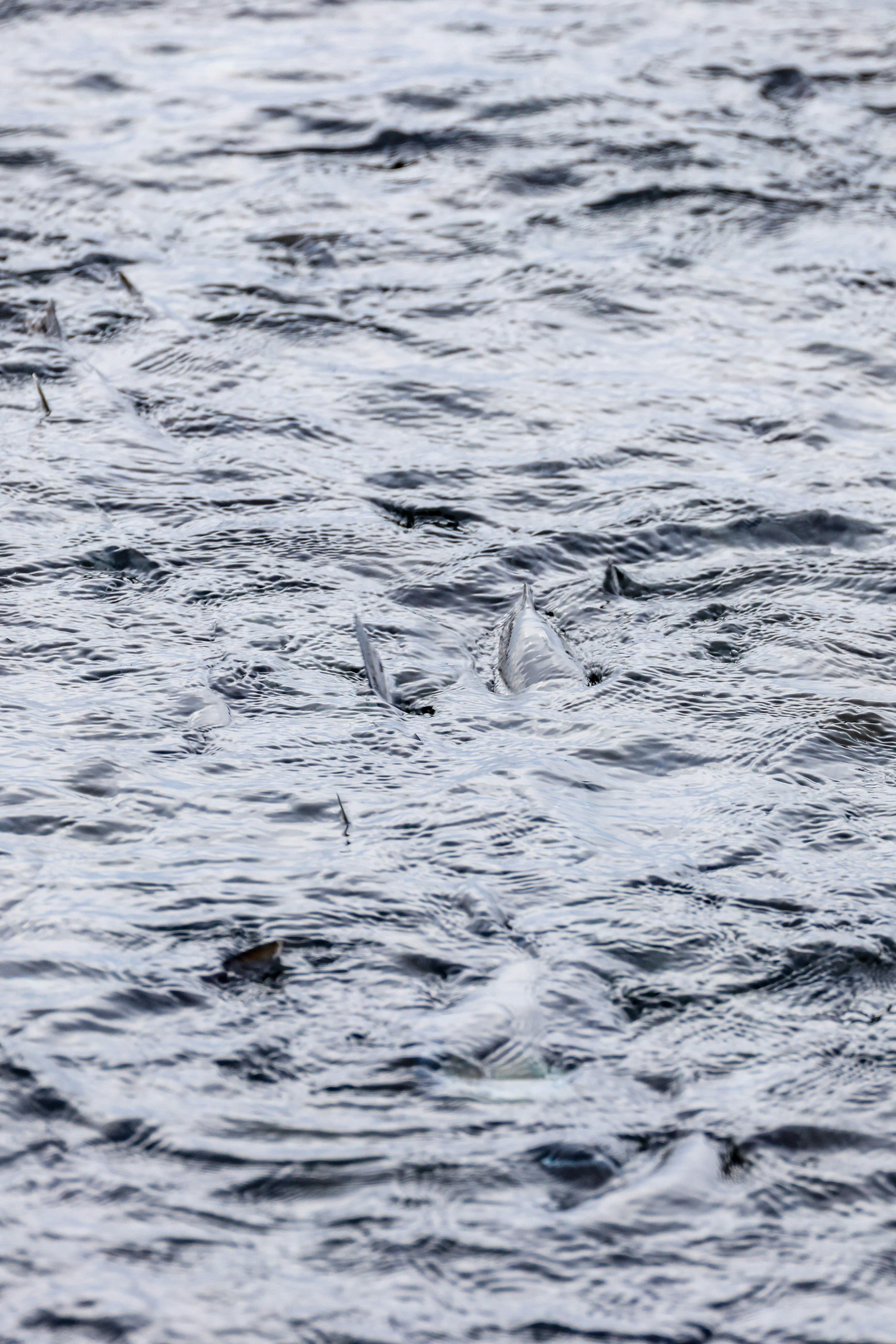 Rising Feathers: Ripples and Wind-Tossed Debris on a Choppy Sea