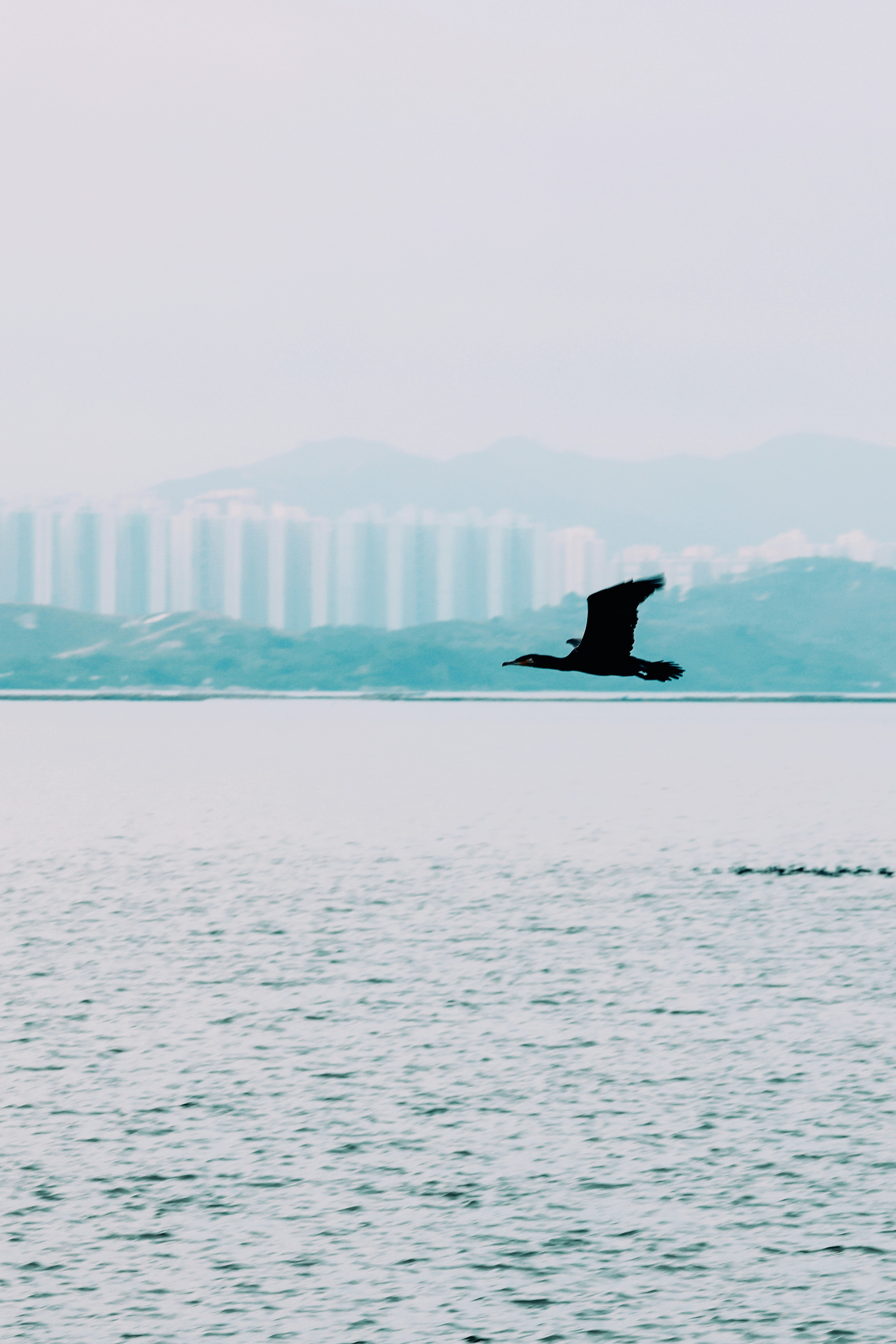 Soaring over a quiet horizon: a lone gull against distant city silhouettes