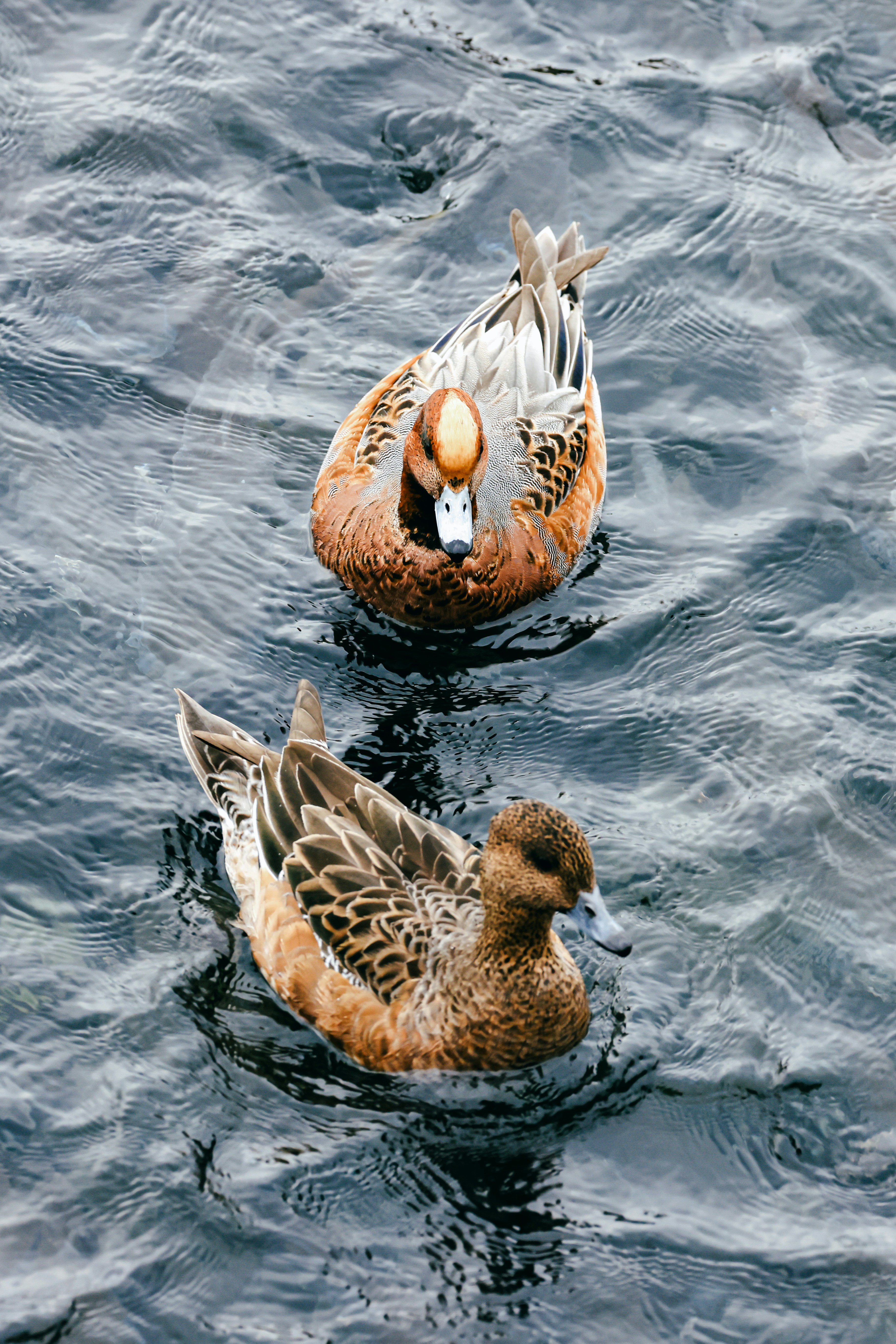 Two Ducks on Rippled Surface: Aerial View of Brownish-Orange Mallards