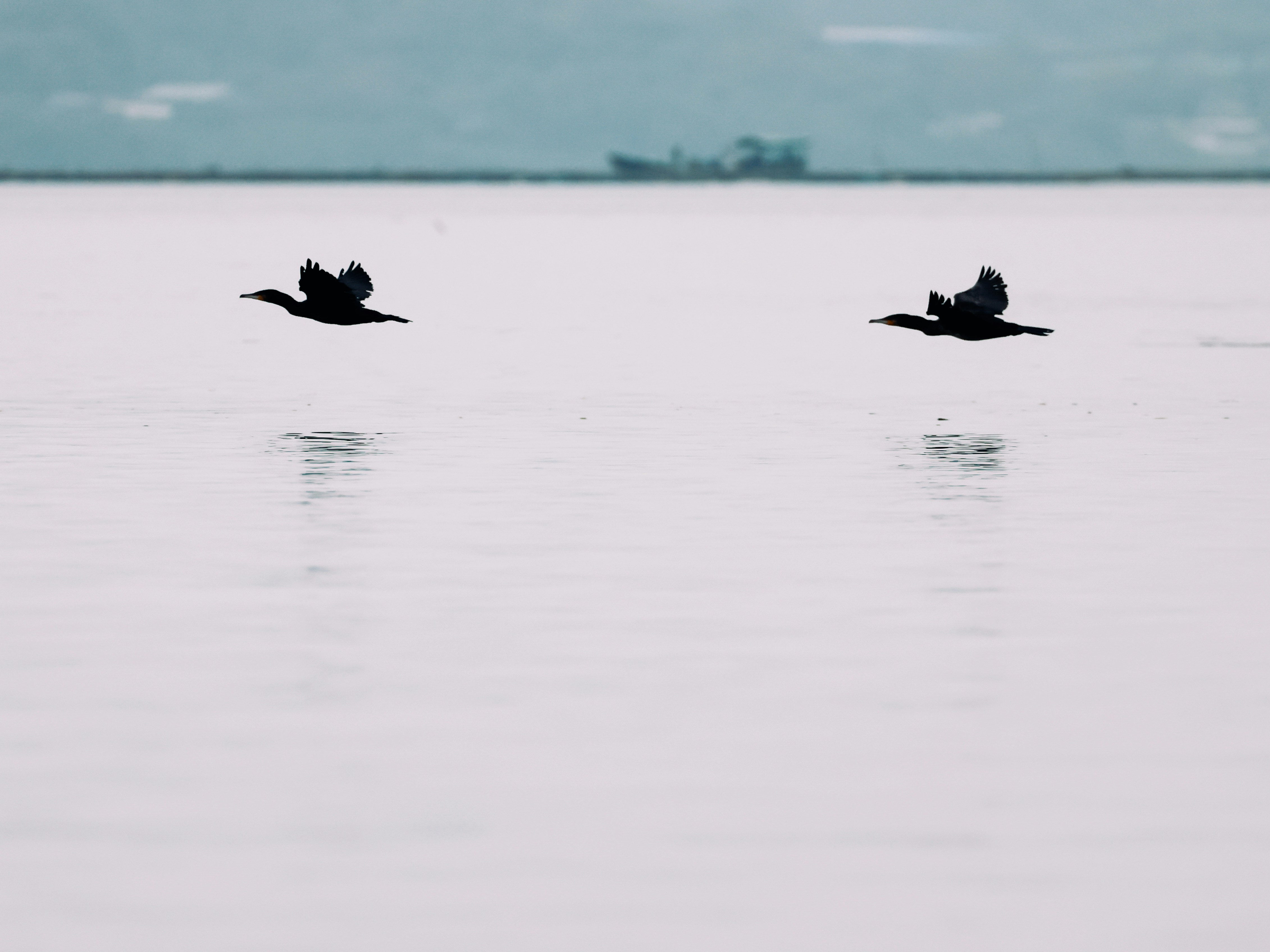 Twin Wings over Pale Waters