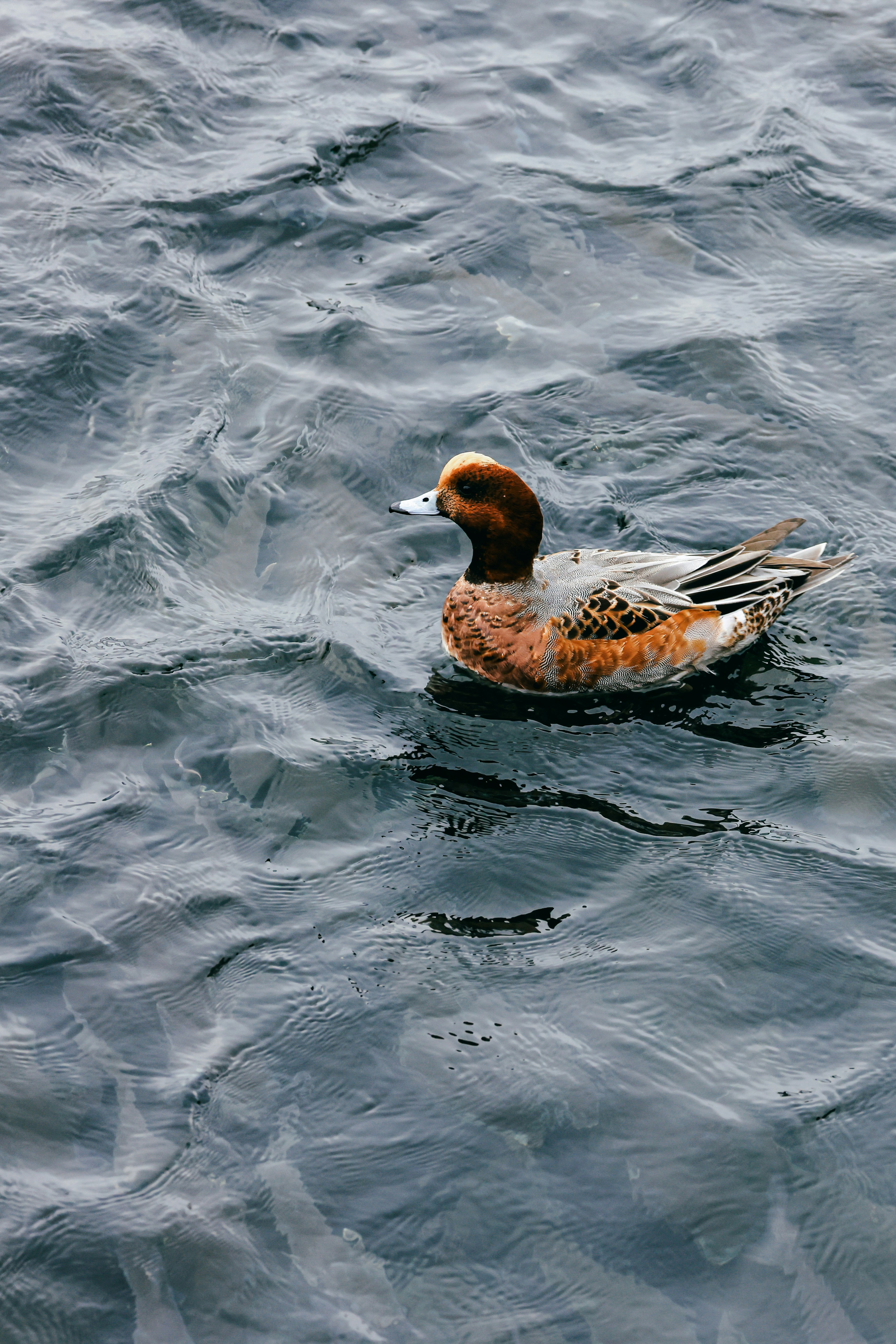 Roving Redhead: A solitary duck on cold, rippled waters