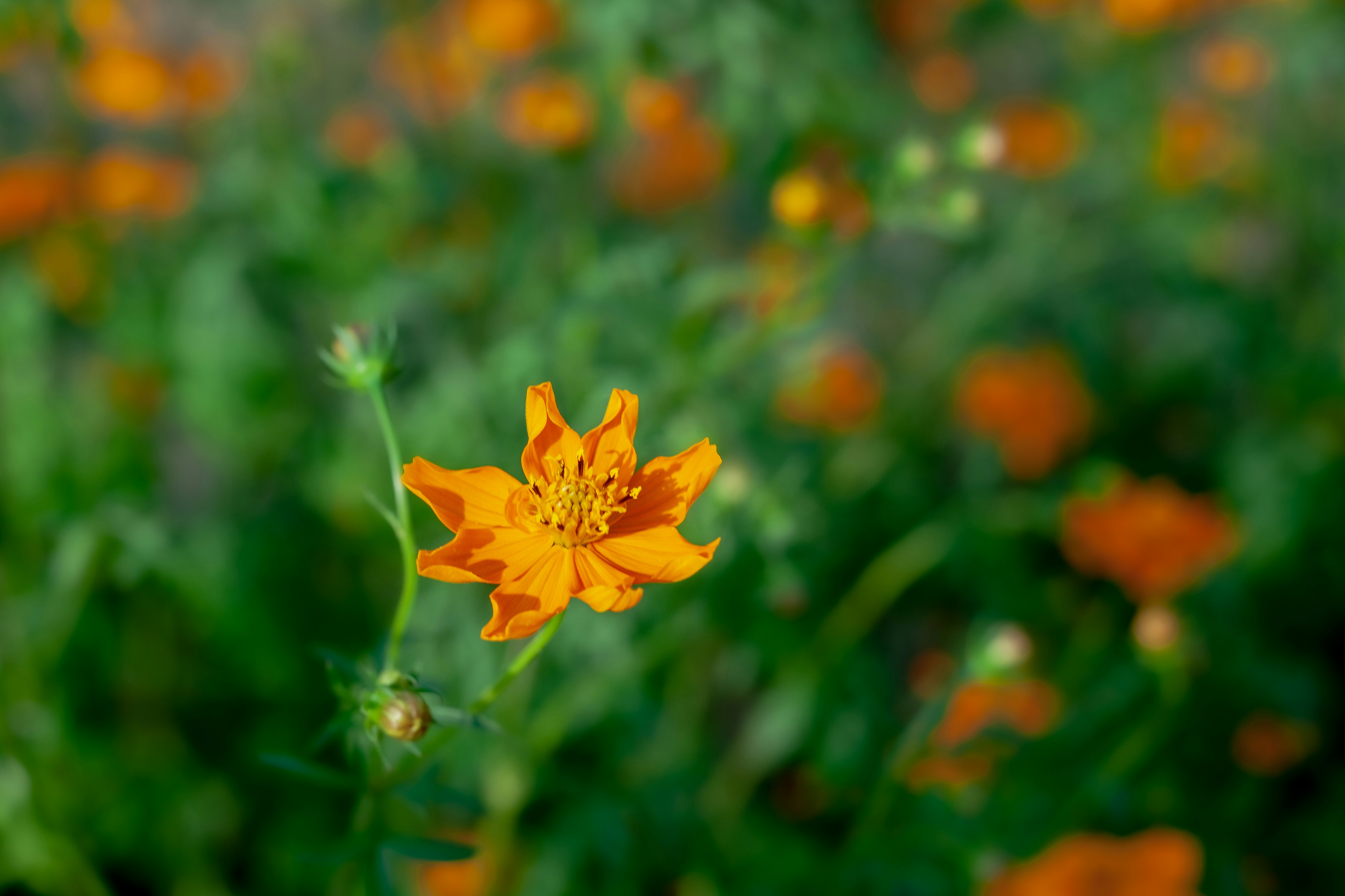 A vibrant, close-up macro shot of a single orange flower, likely a Cosmos or Zinnia. The central bloom is in sharp focus, showcasing its bright, warm petals and detailed center. The lush background dissolves into a soft, deep green bokeh, with diffused highlights of other orange blooms. The image is fresh, lively, and captures the concentrated, sunny beauty of a natural garden setting.