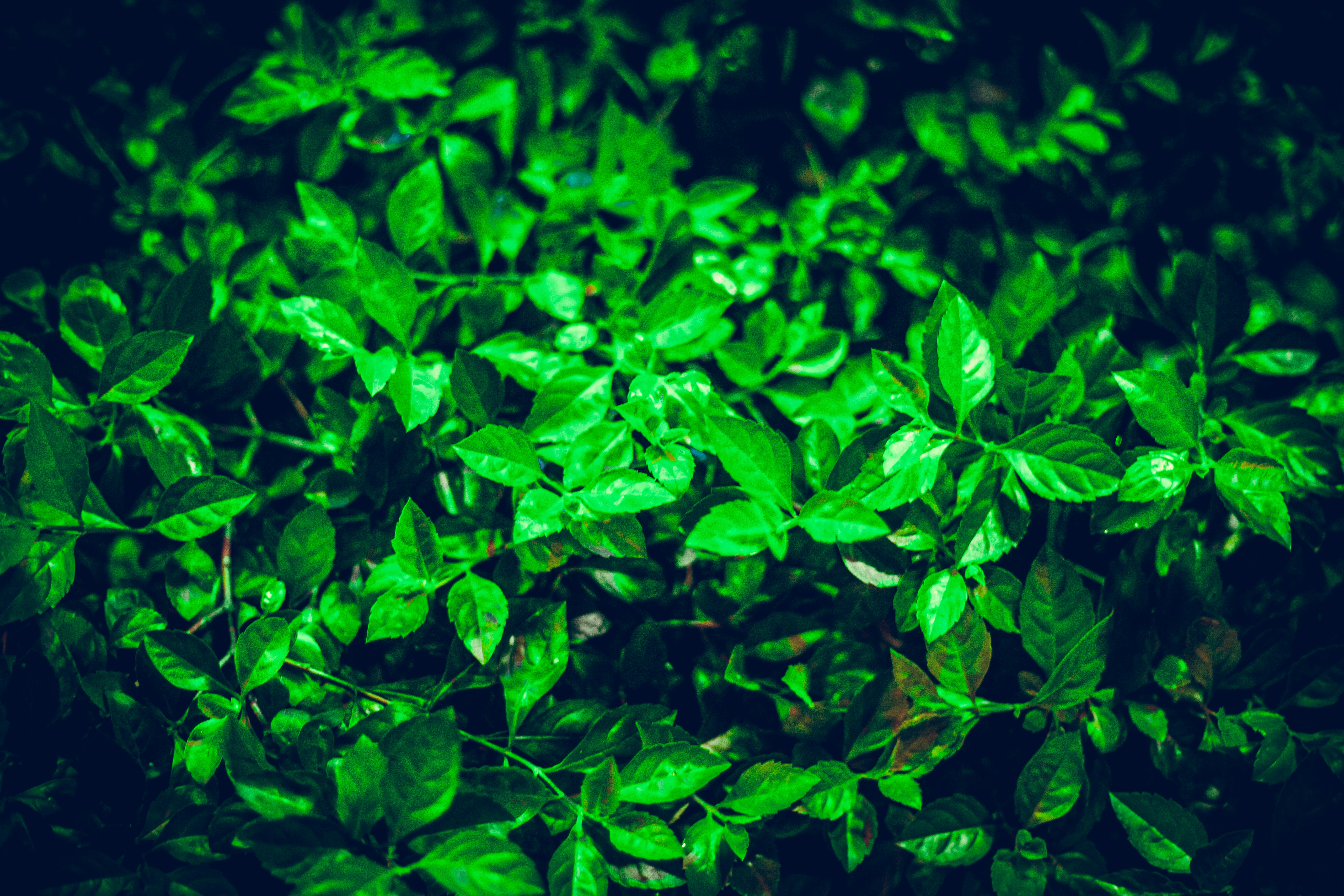 A high-saturation, close-up photograph of dense, layered foliage. The leaves display intense, vibrant electric green hues, sharply contrasted with deep shadows and dark edges. The frame is completely filled, creating a rich, textured pattern that suggests the mysterious, lush depth of a tropical jungle or forest floor. The overall mood is intense, moody, and powerfully organic.
