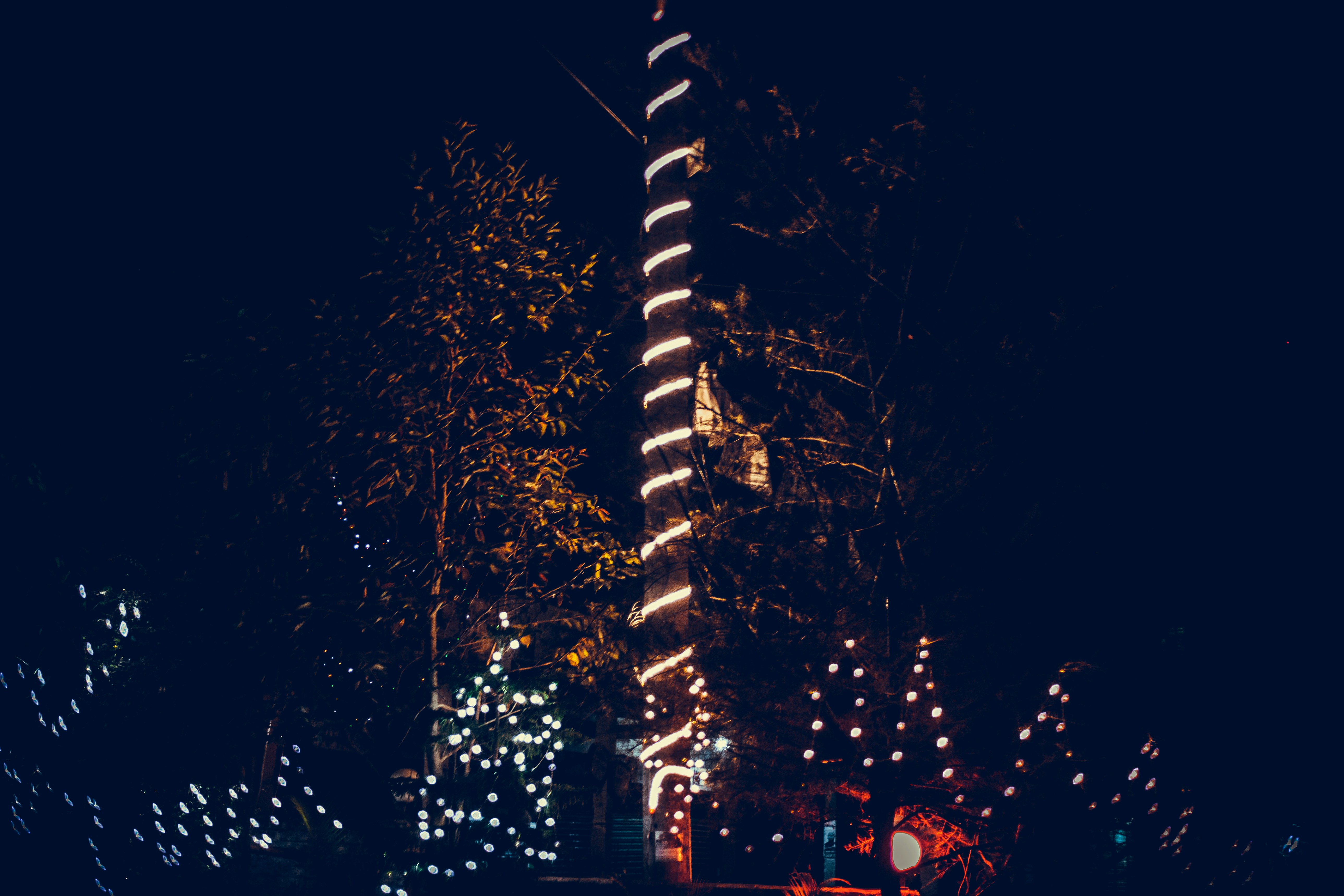 Twinkling Trunk: A Night of Festive Lights Spiraling Up a Tree