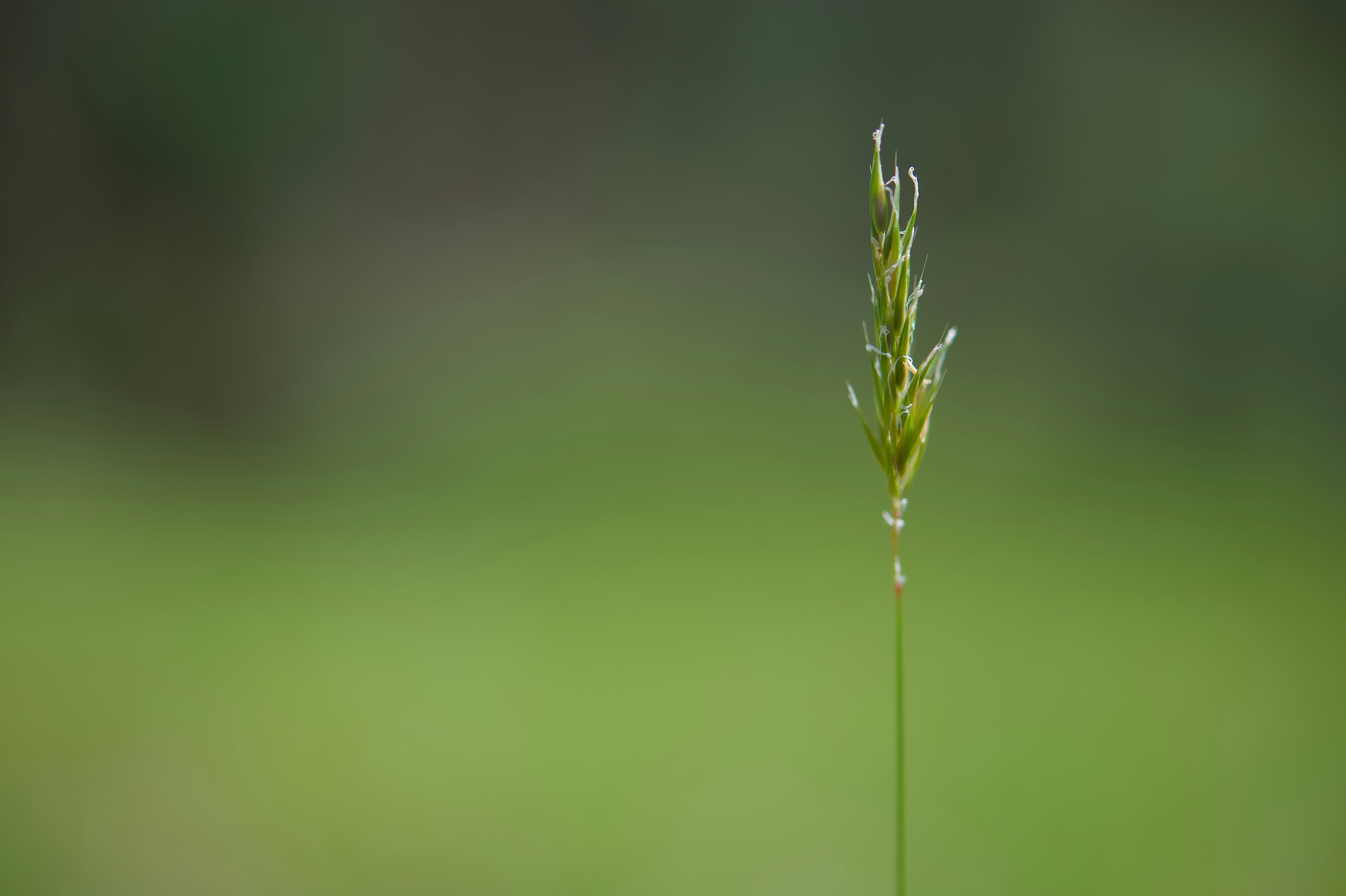 Backyard garden macro backgrounds - grass