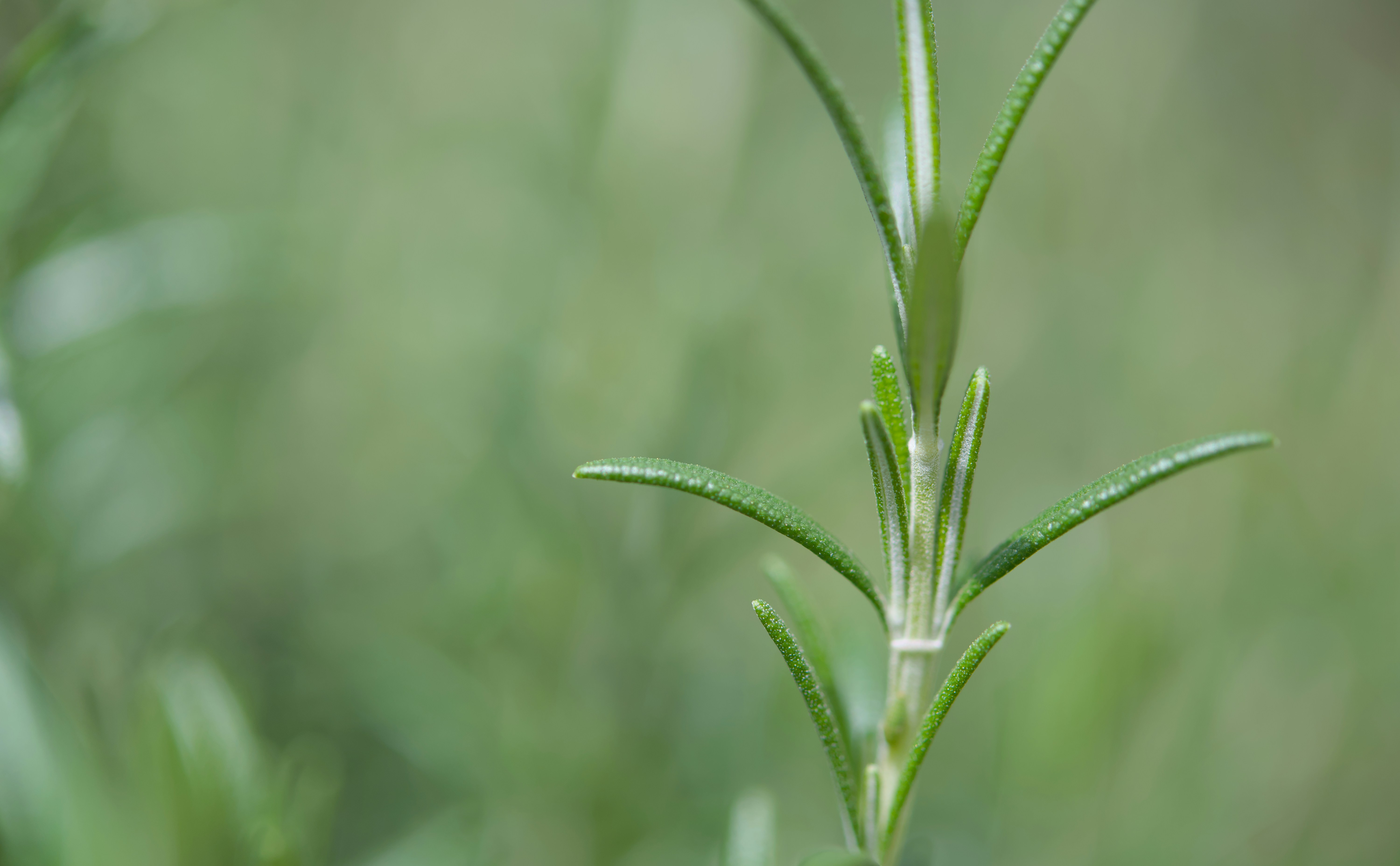 Backyard garden macro backgrounds - Rosemary