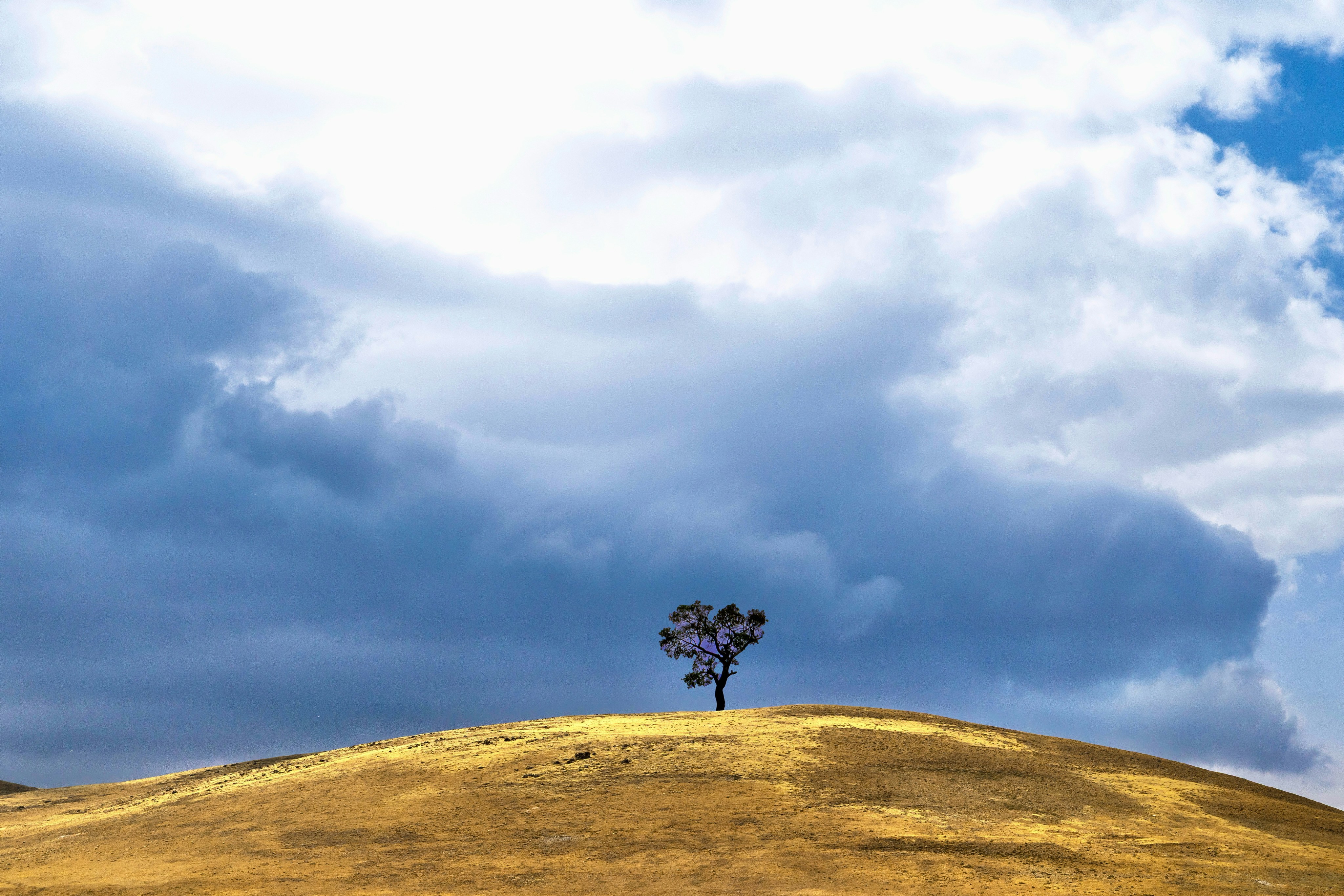 Lone Tree on a Quiet Mlope: A Minimal Hilltop Moment