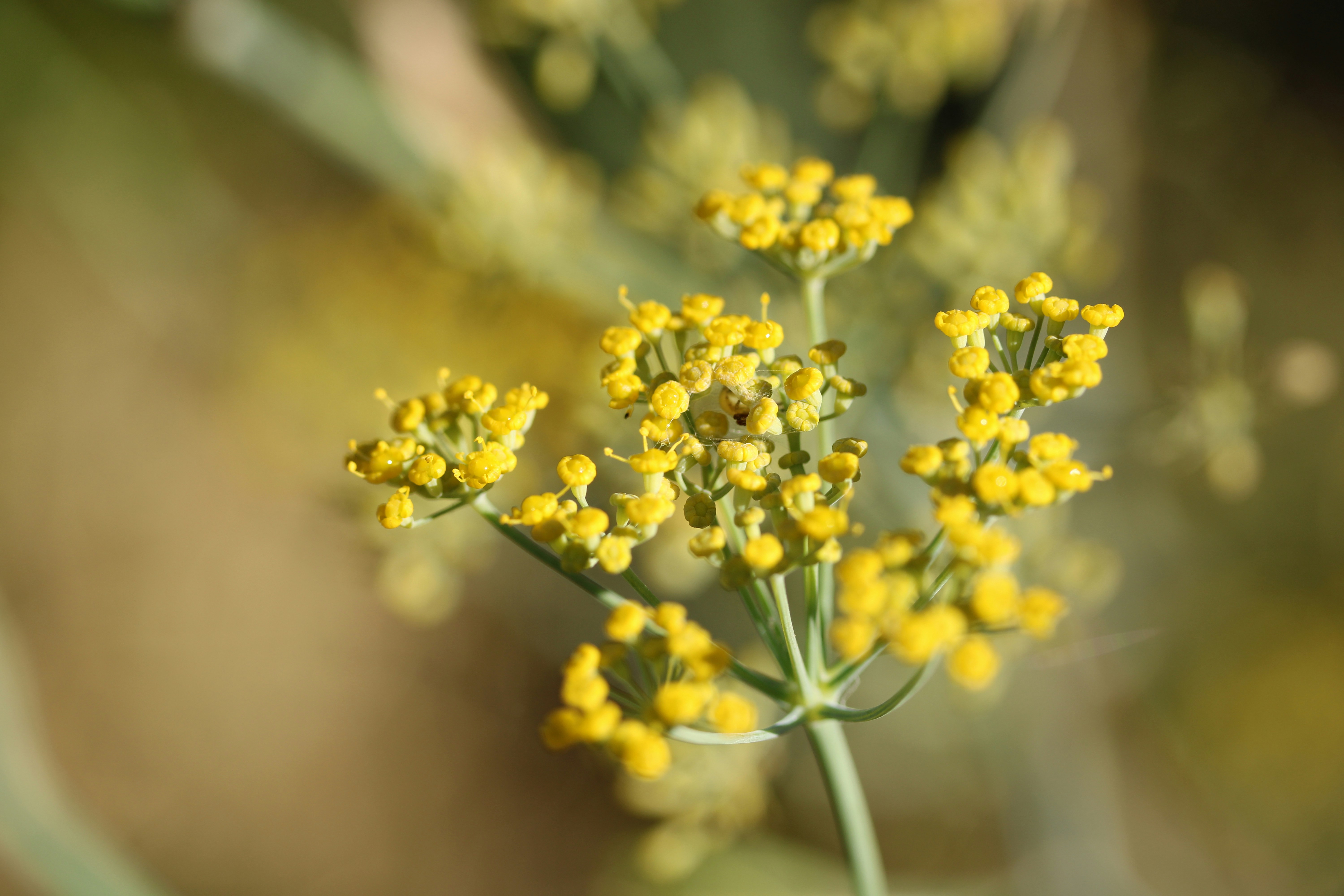 Photo by Susana Bartolome with Canon EOS 2000D