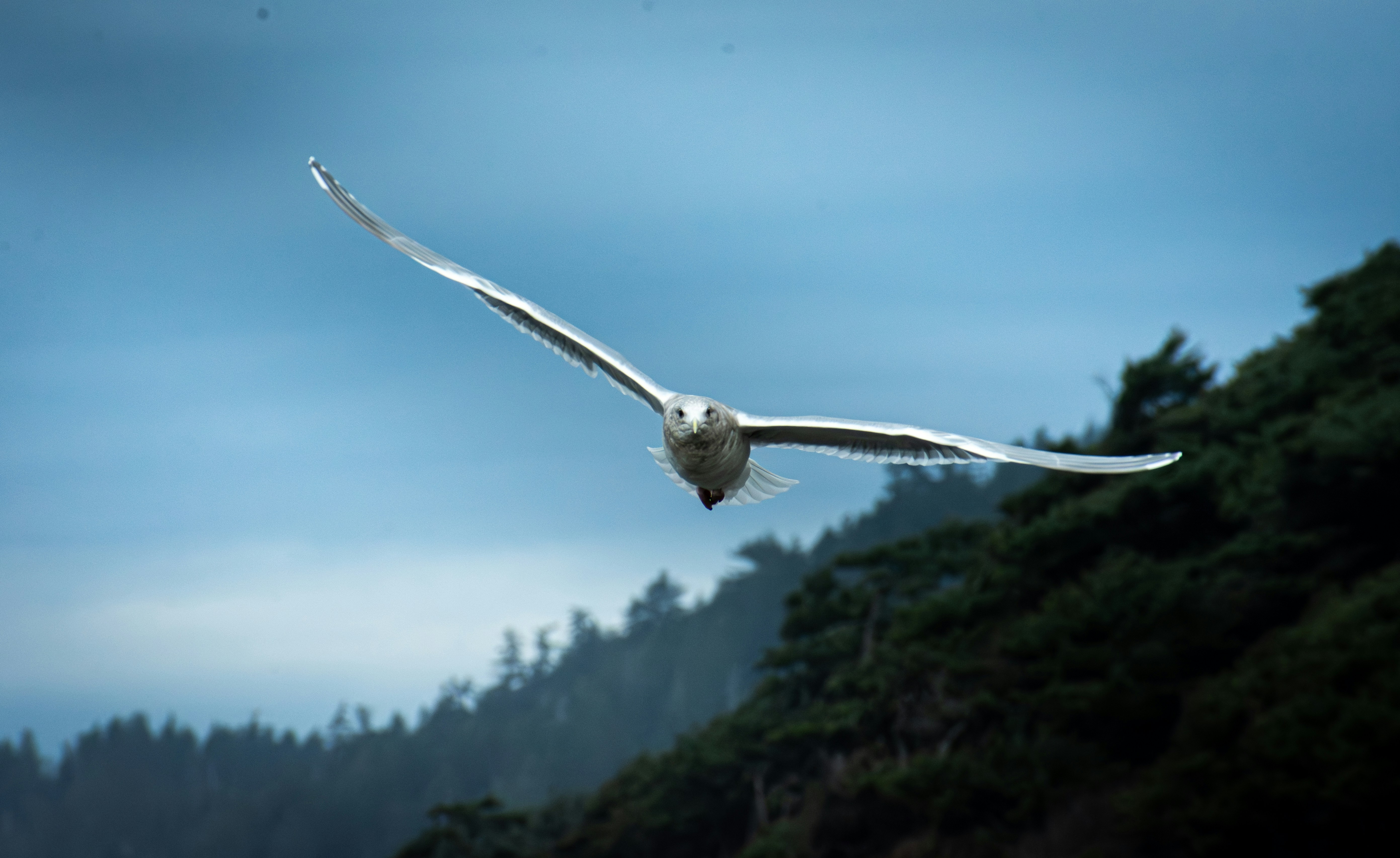 Midflight Focus: Gulls Over a Mountain Crest