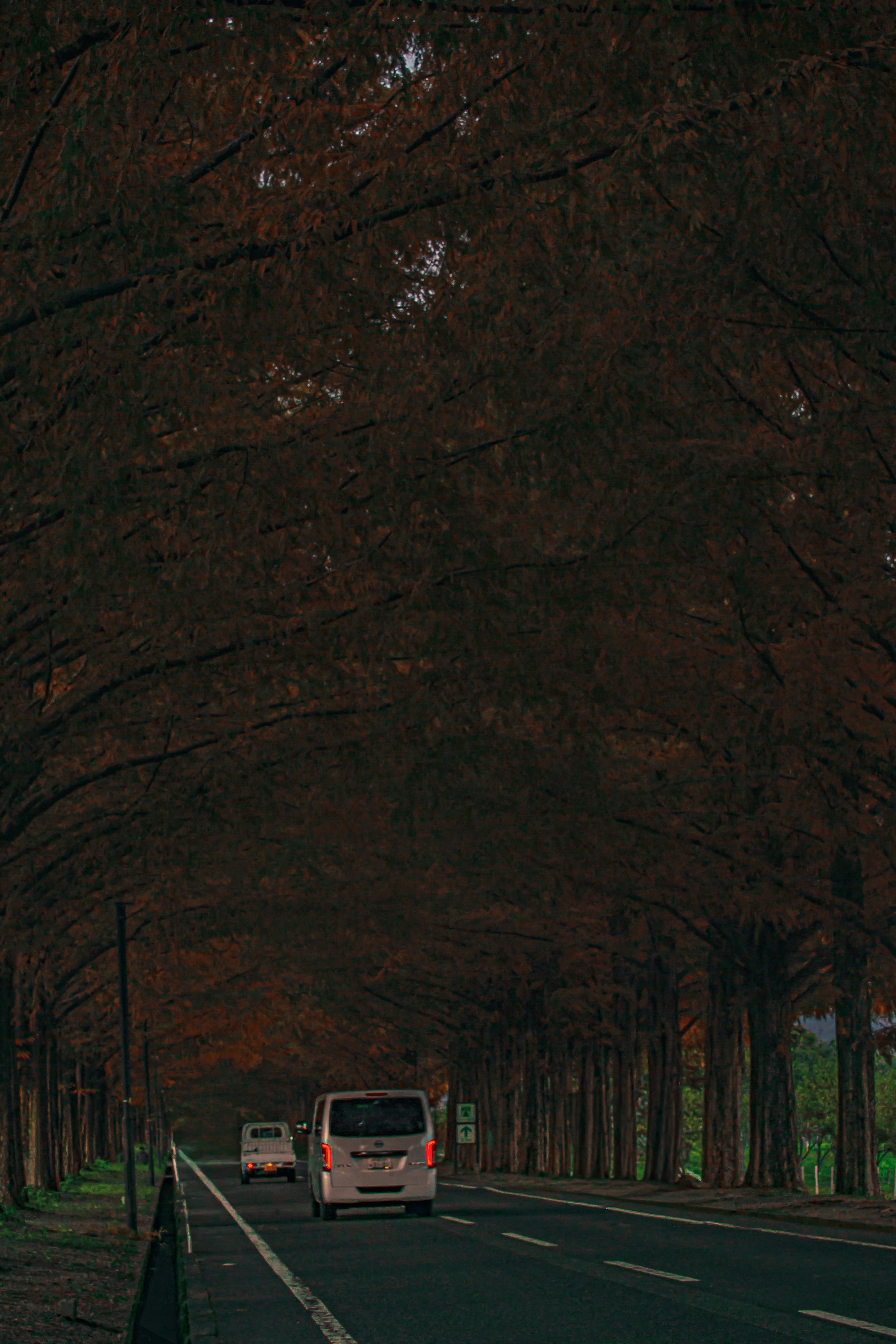 Dusk Veil on the Tree-Lined Highway