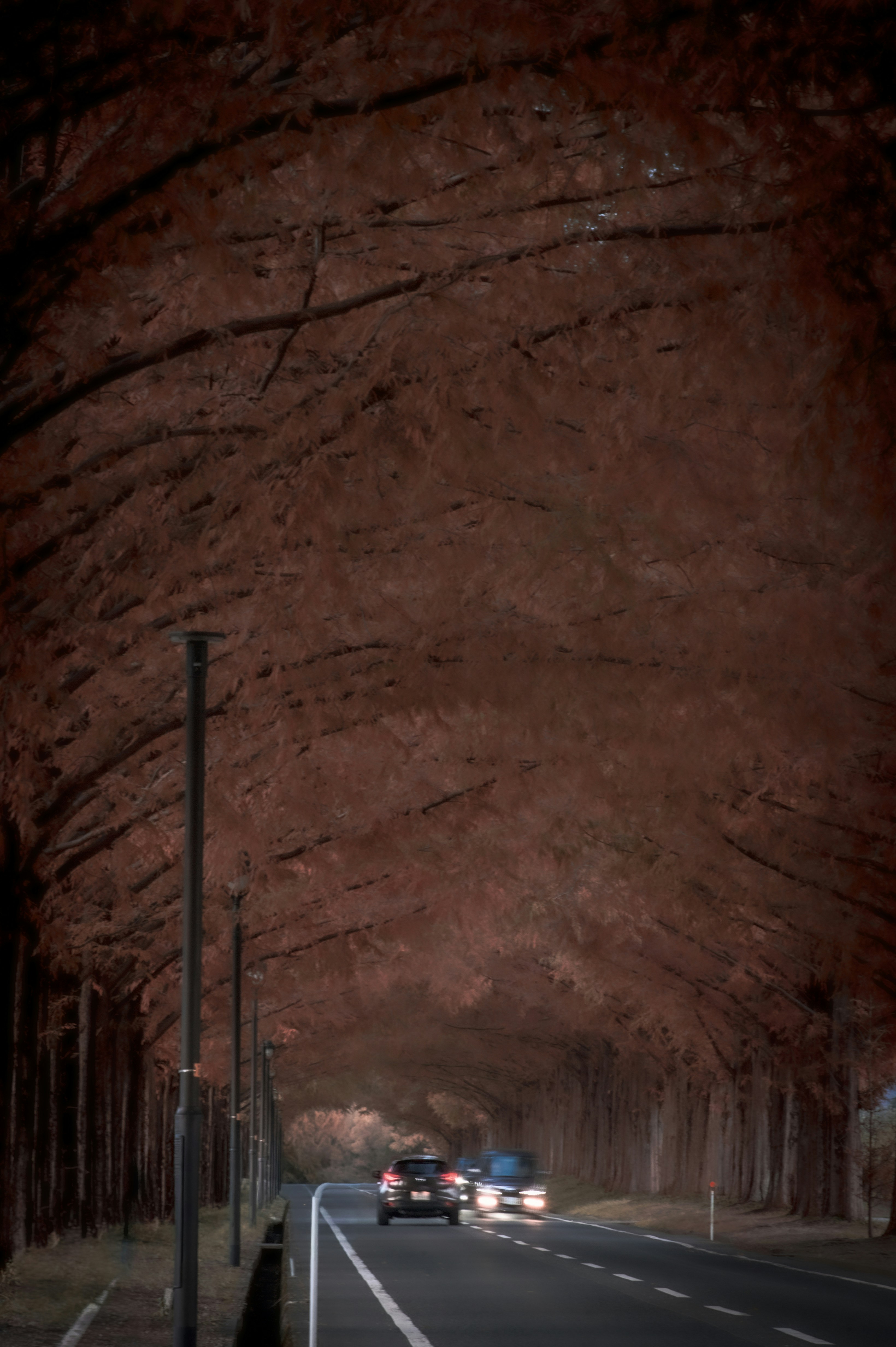 Red Tunnel: Headlights Beneath the Canopy of Autumn Road