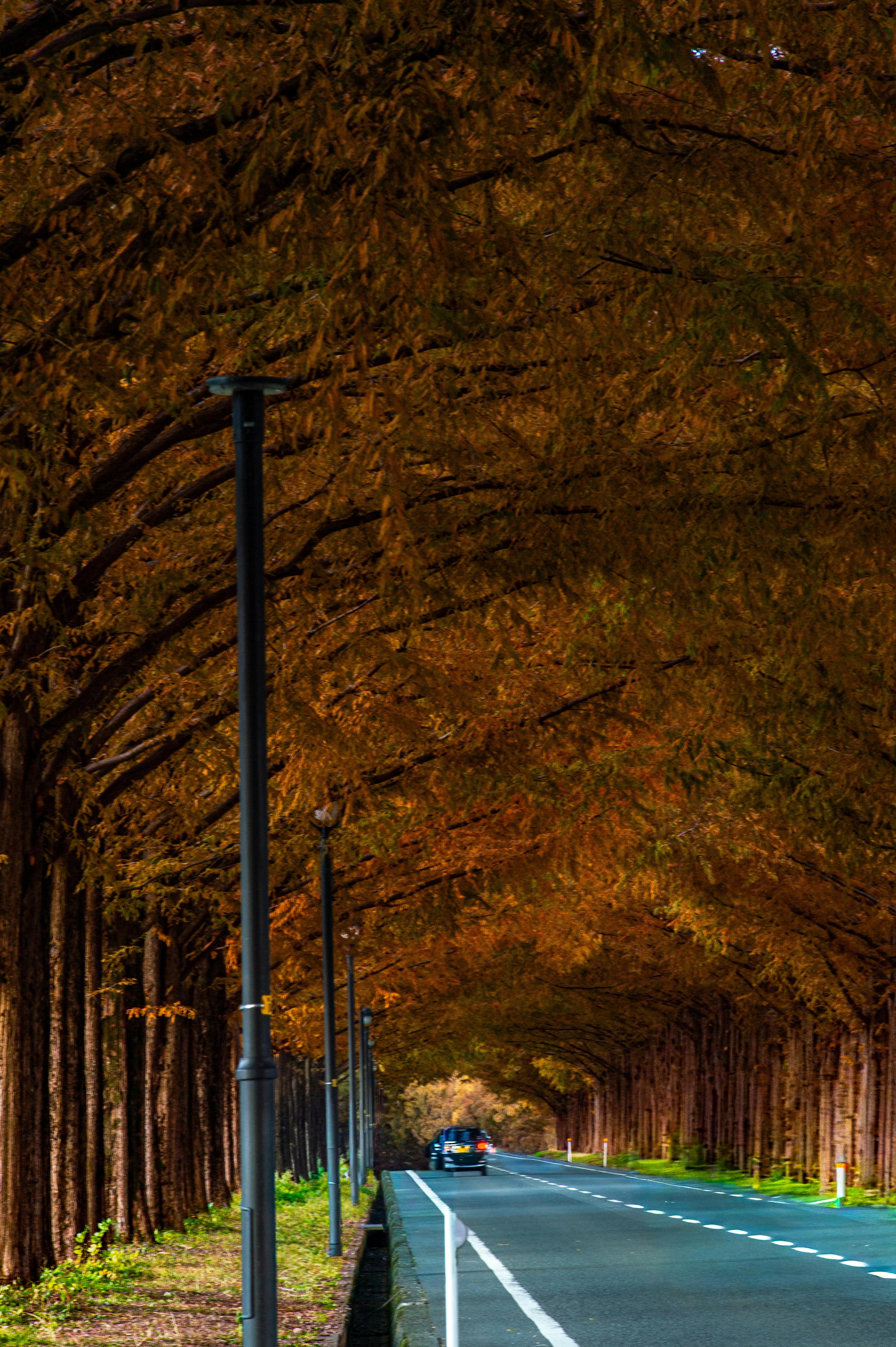 Autumn Avenue: A Line of Streetlamps Framing a Quiet Road
