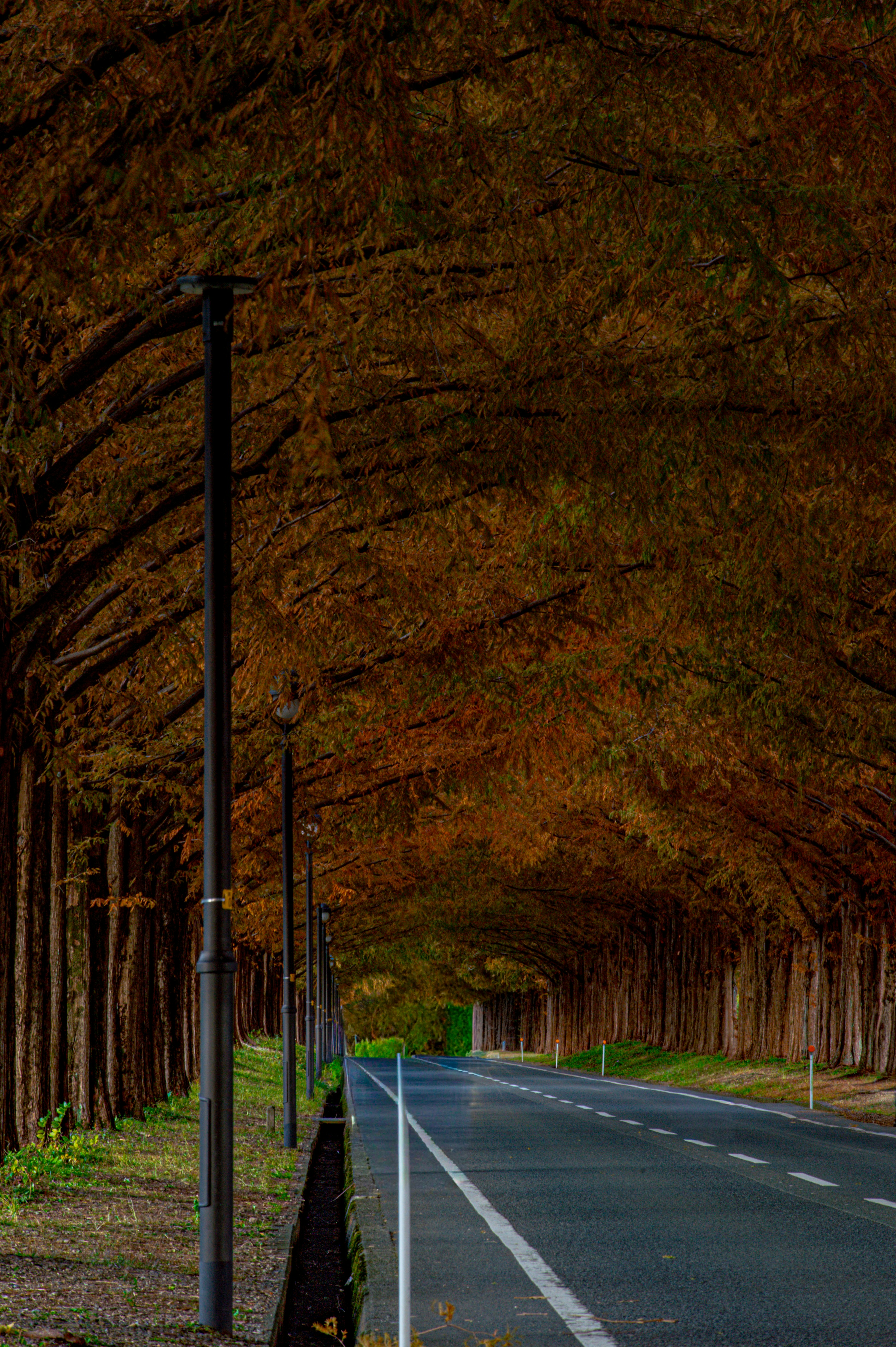 Autumn Avenue: A Lane of Copper Trees Beneath Streetlamps