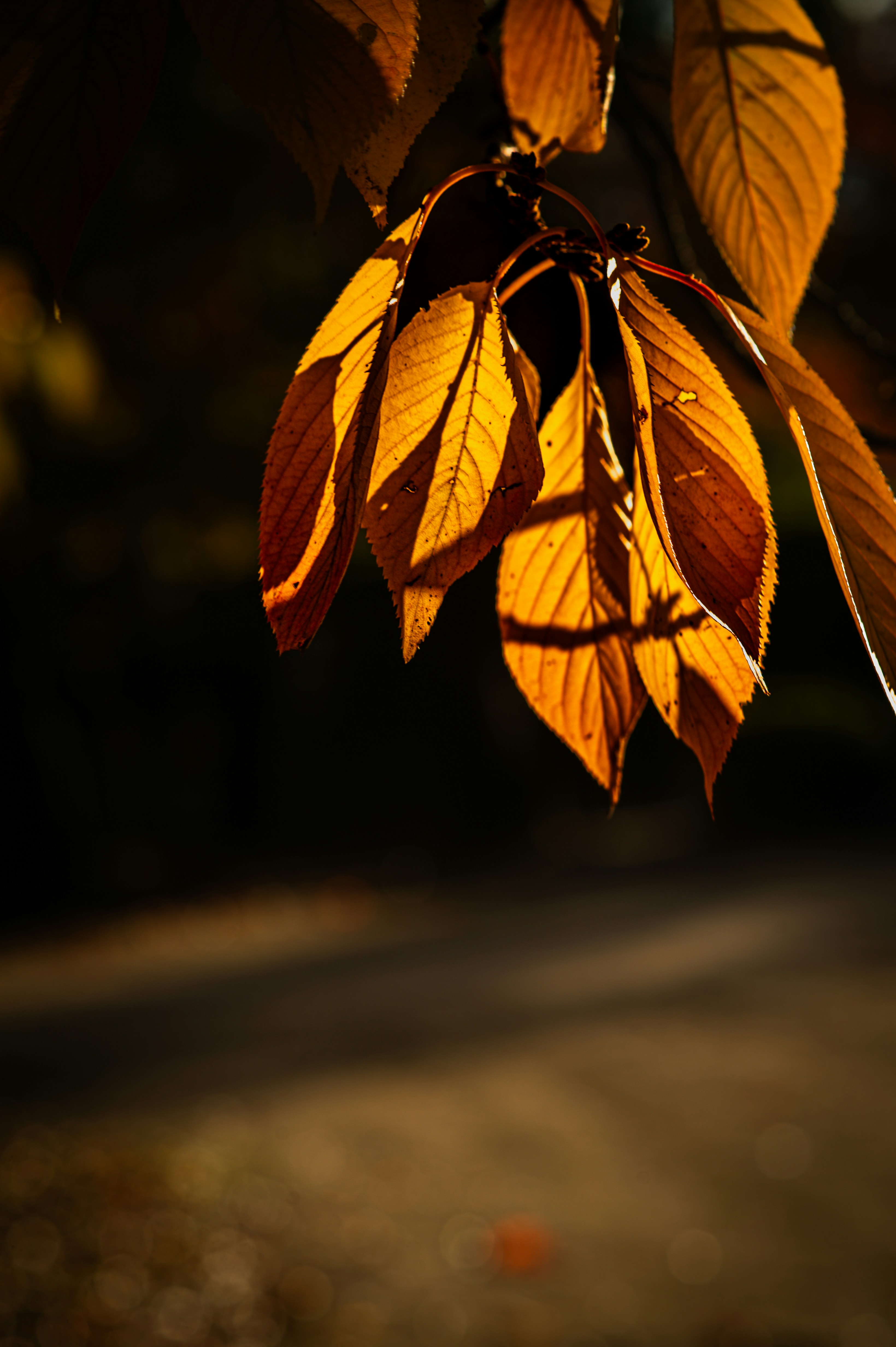 Golden Leaves in Focus: Autumn Light on a Hanging Branch