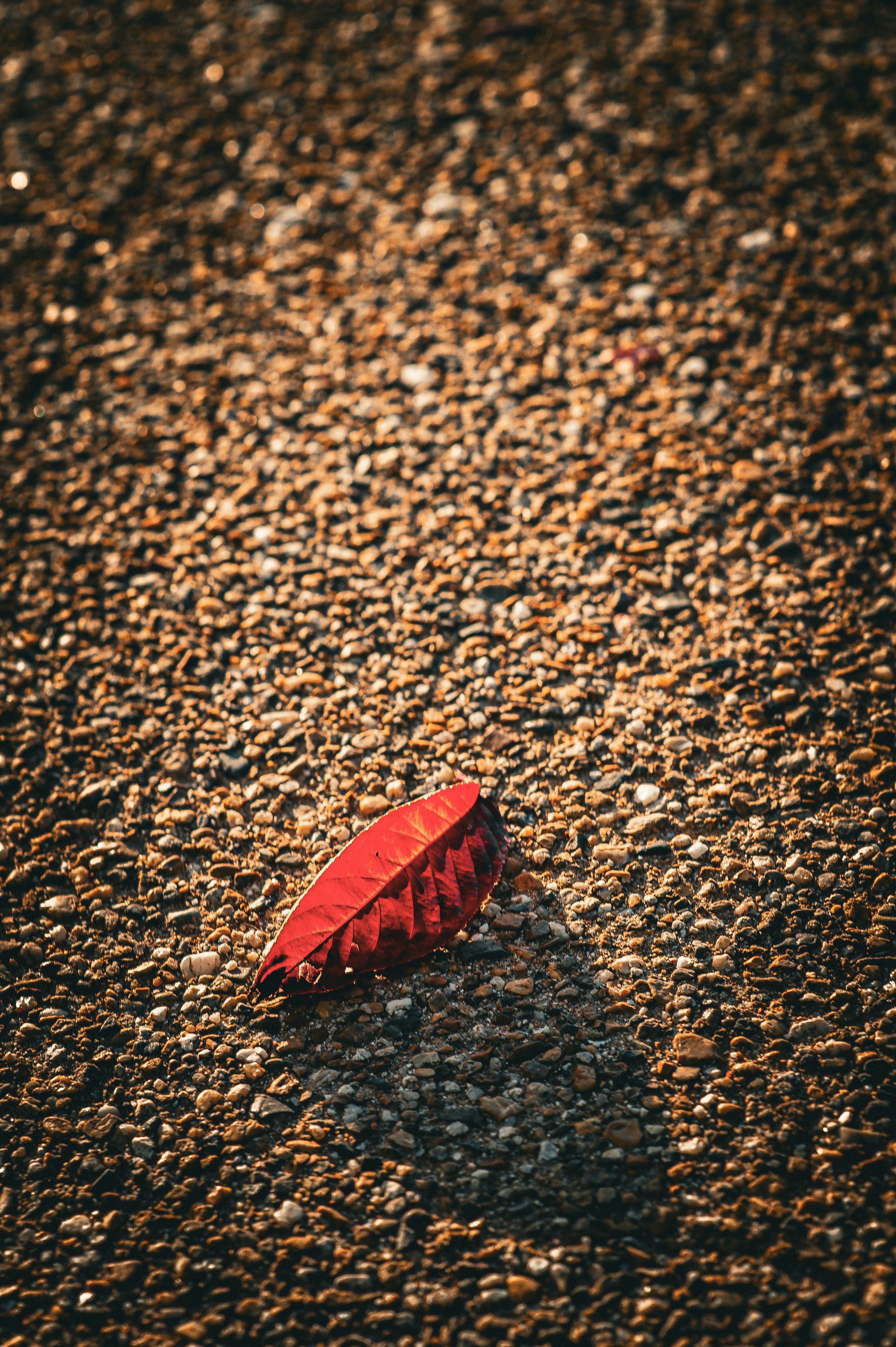 A solitary red leaf on sunlit gravel