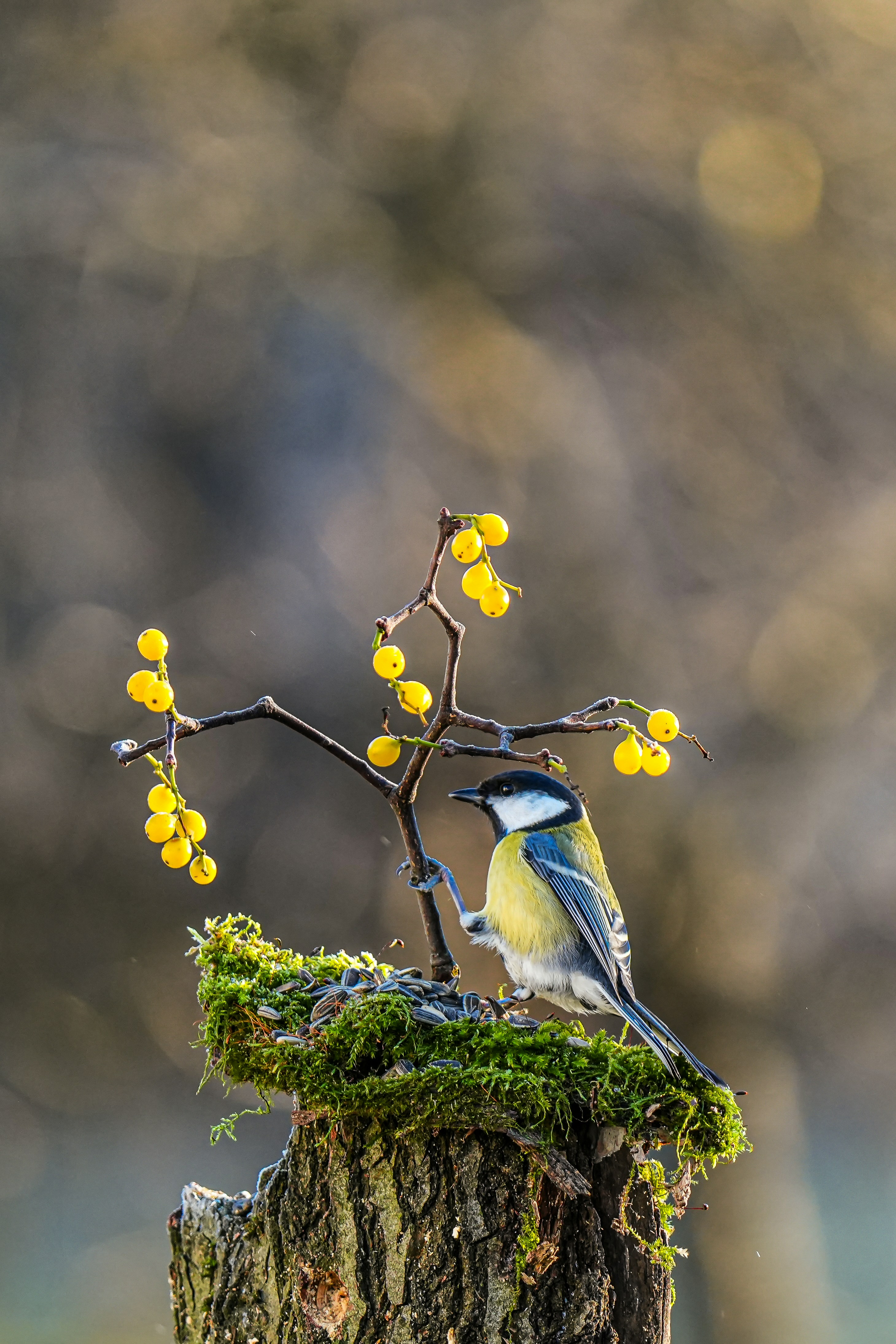 Photo by Nikola  Tomašić with Sony Alpha 7 IV