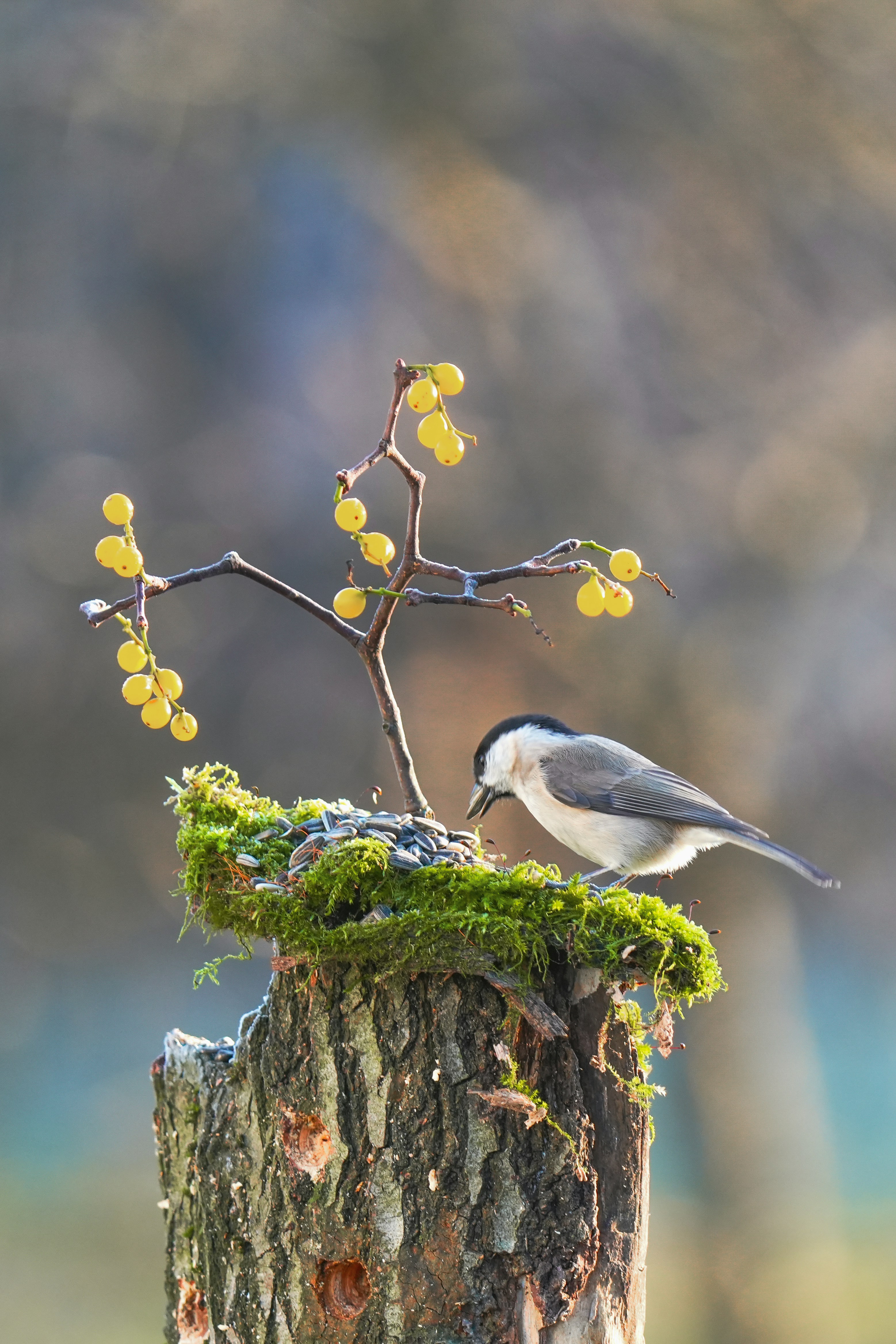 Photo by Nikola  Tomašić with Sony Alpha 7 IV